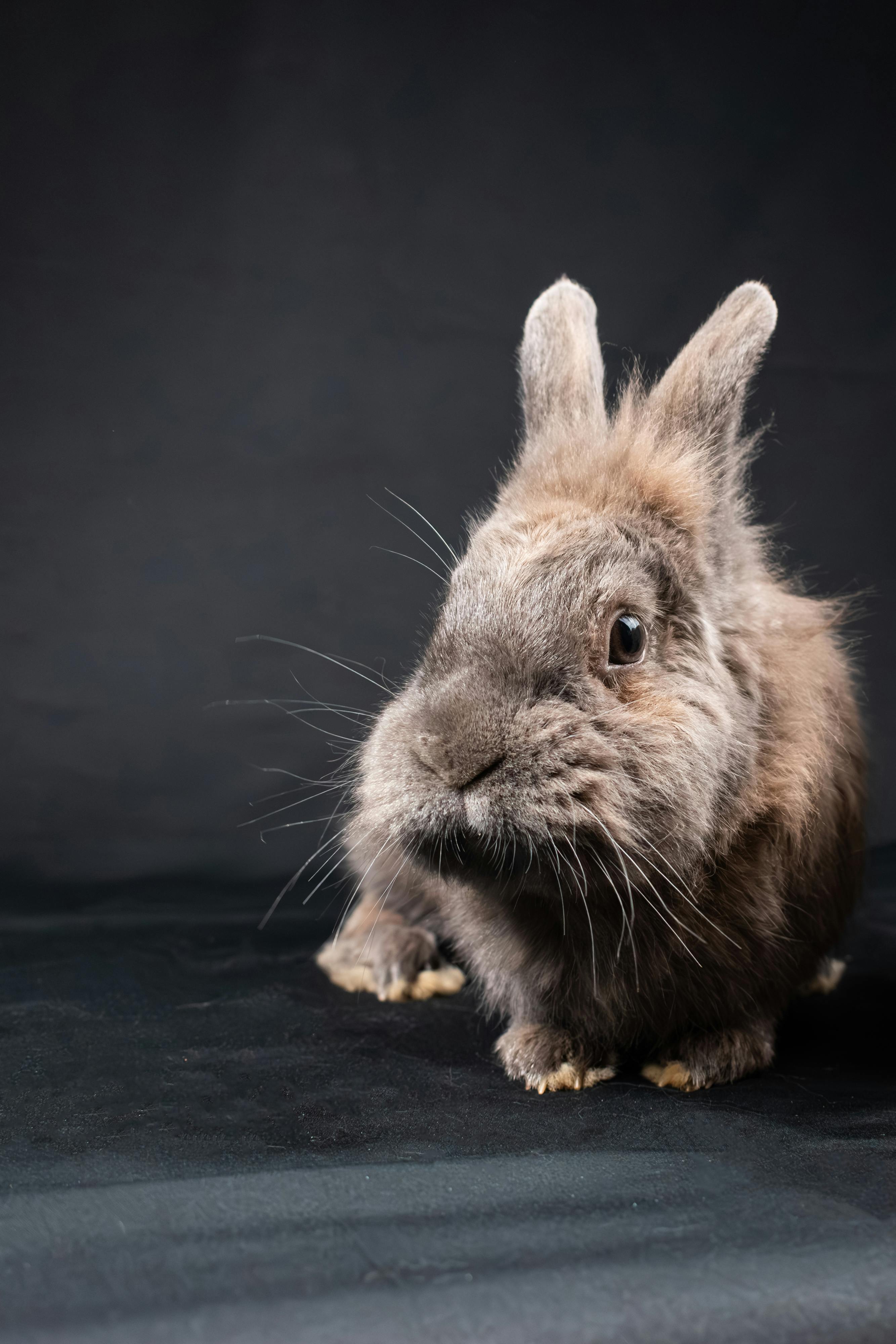 Lionhead Rabbit Photos, Download The BEST Free Lionhead Rabbit Stock ...
