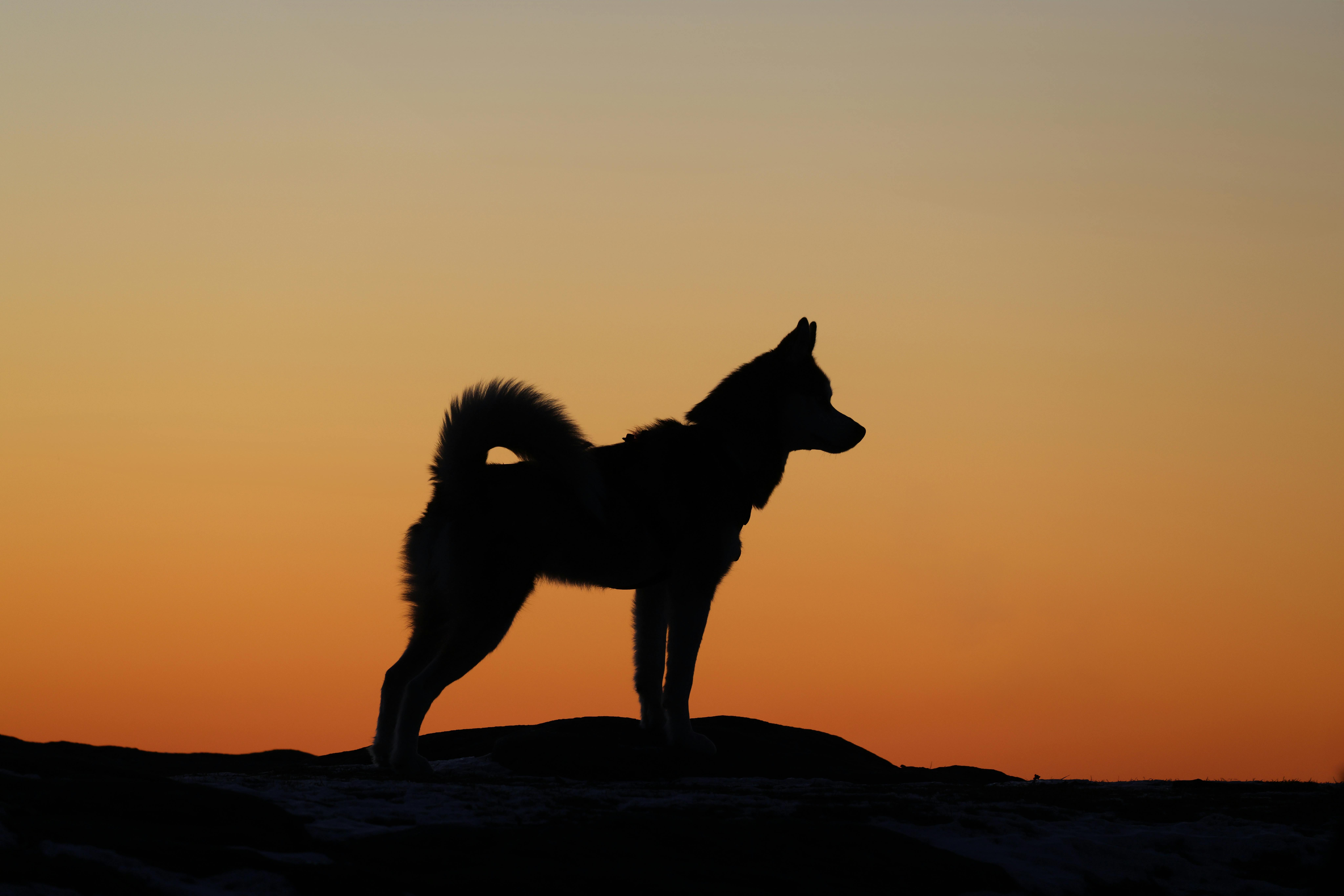 Silhouette of a Dog During Sunset · Free Stock Photo
