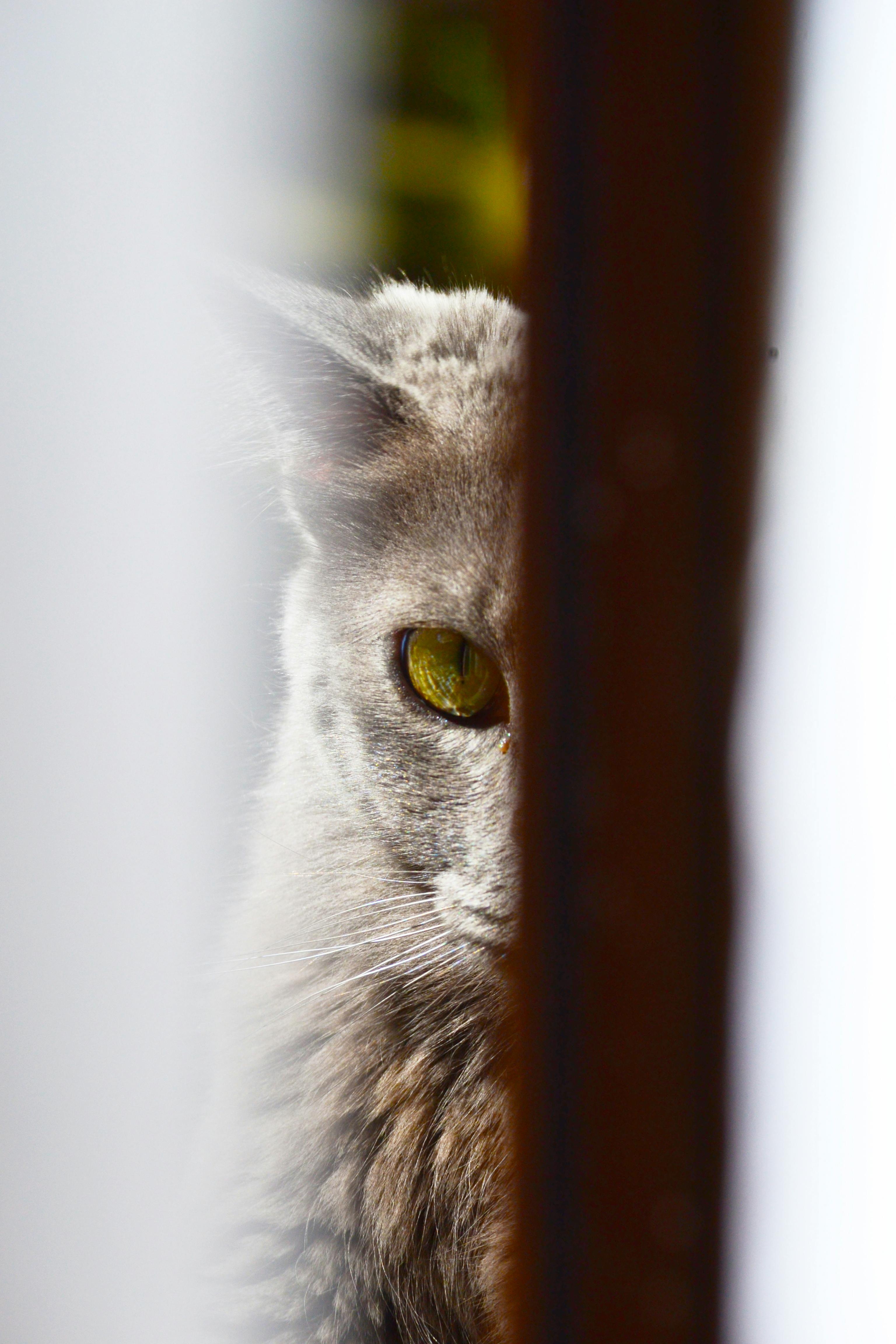 Luis Arancibia - 사진