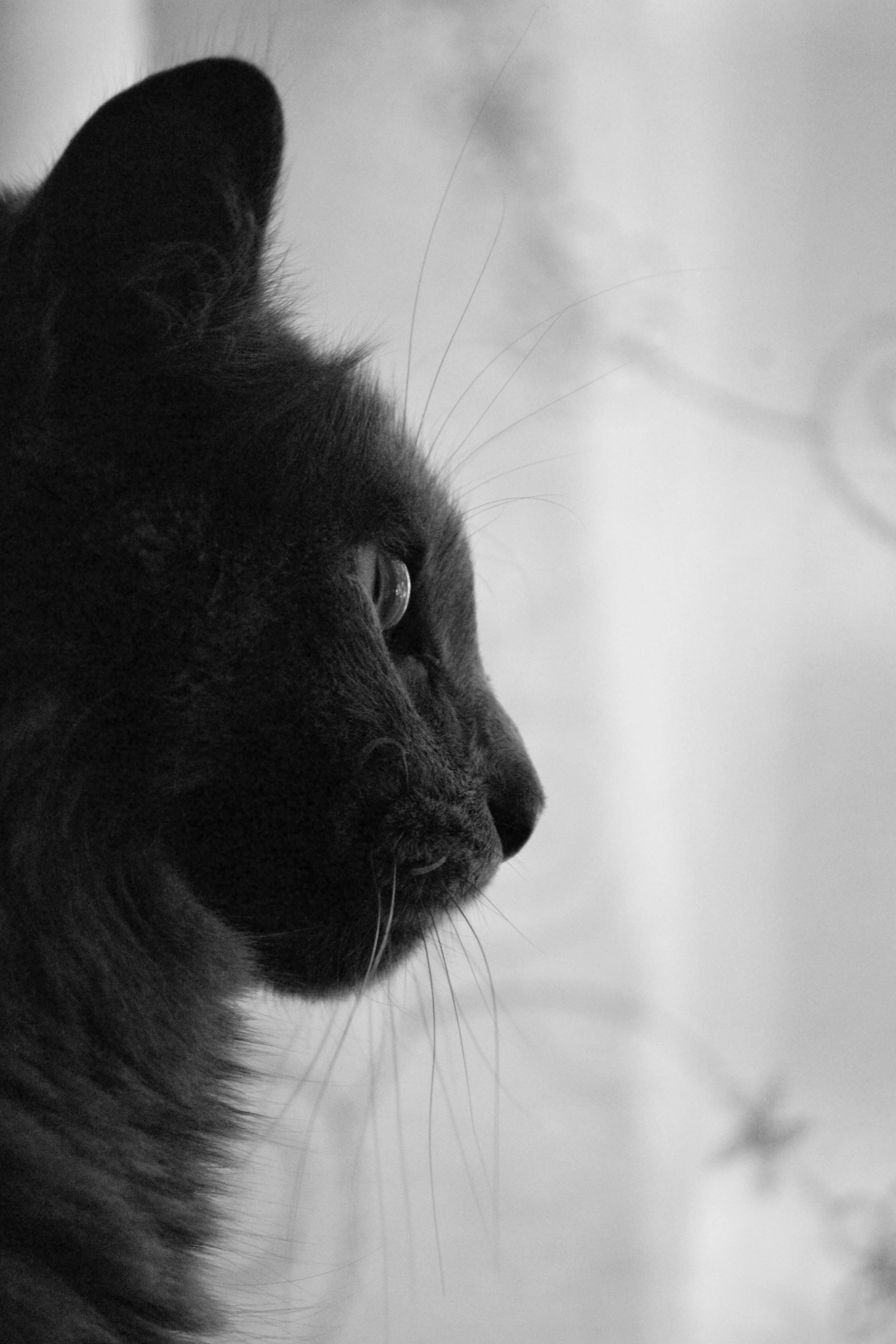 Animated Profile Photos, Download The BEST Free Animated Profile Stock ...