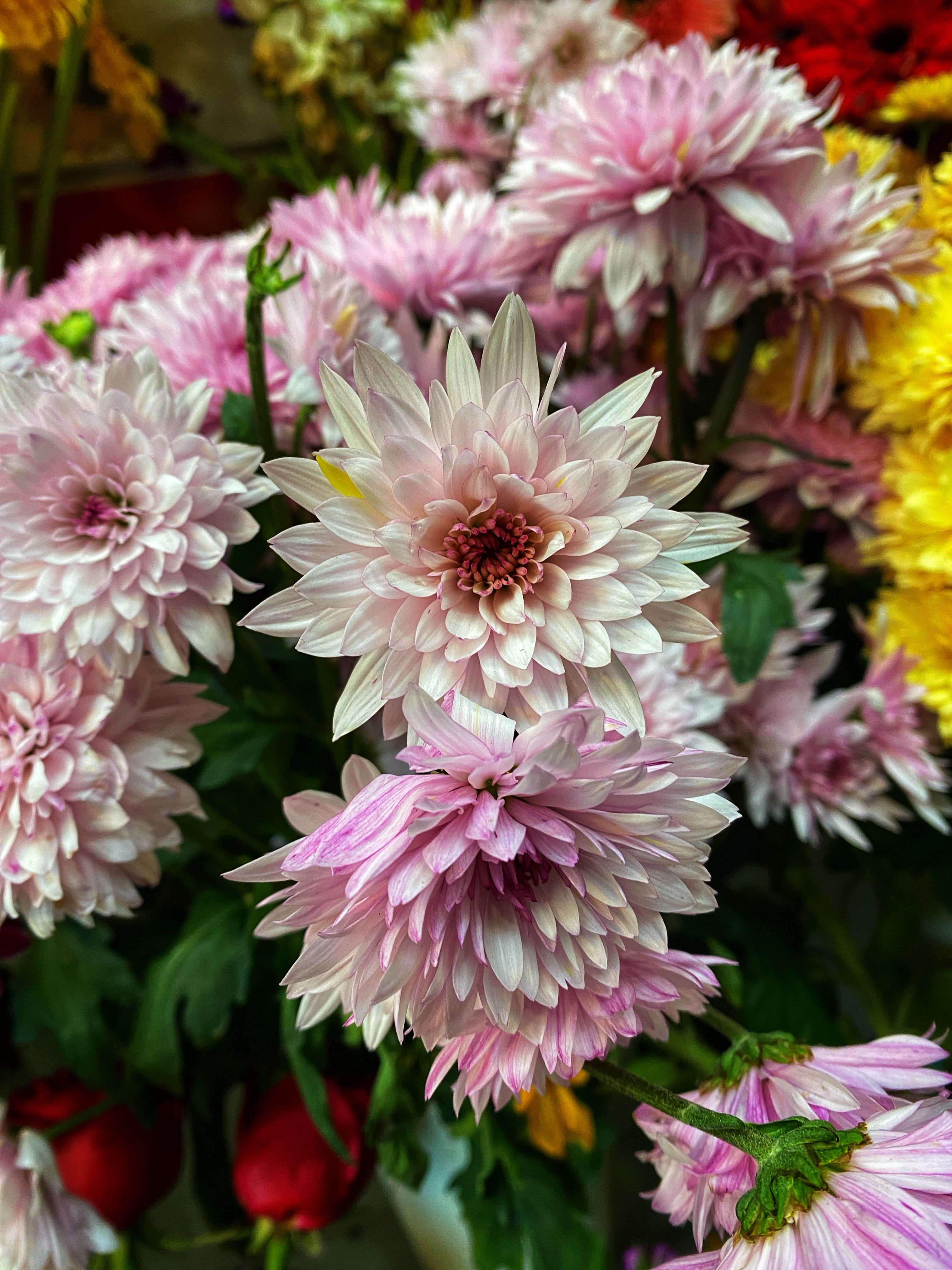 Bouquet of Chrysanthemum Flowers · Free Stock Photo