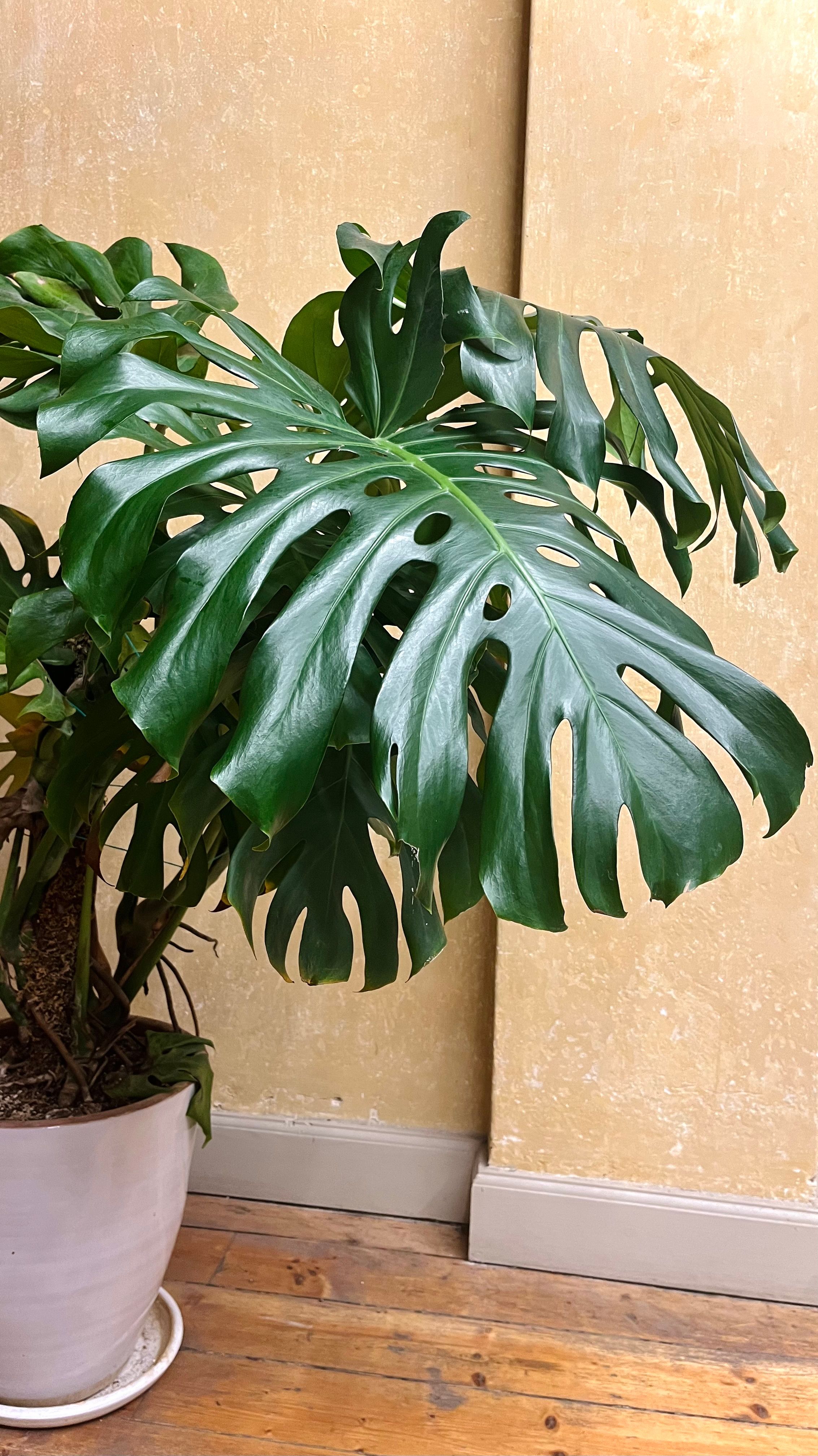 Close-up of a Monstera Plant in a Pot · Free Stock Photo