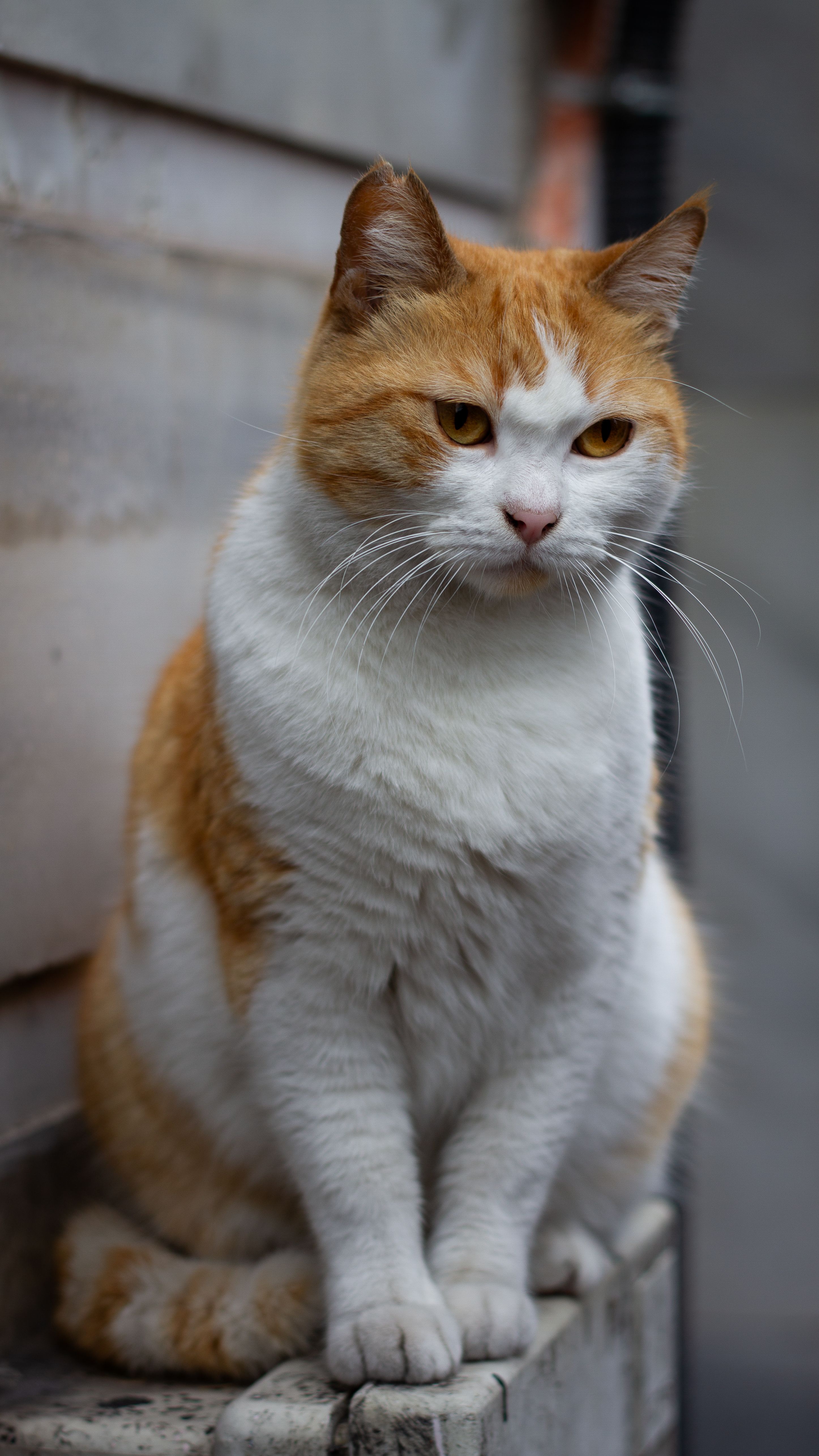 Ginger Cat Sitting · Free Stock Photo