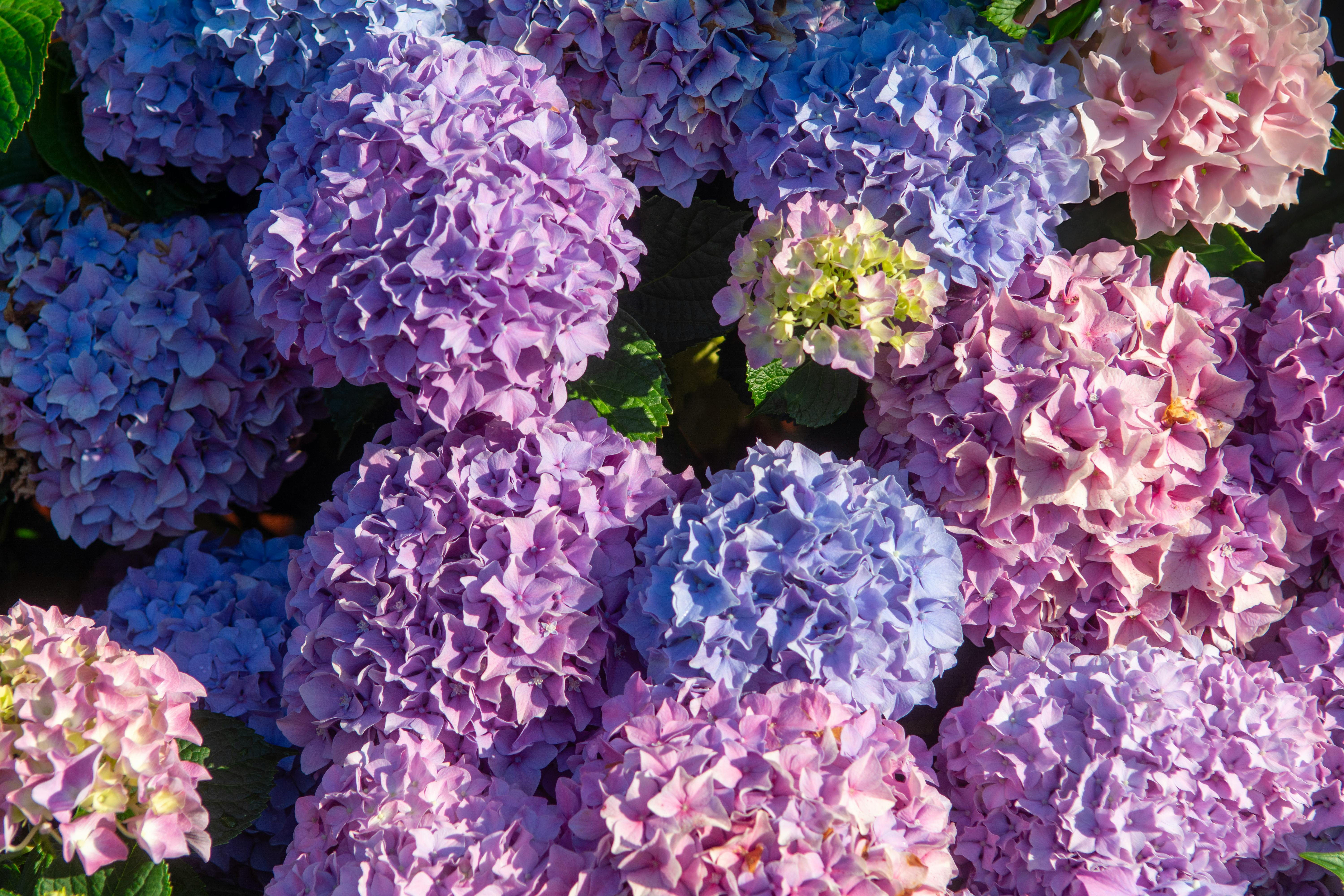 Purple Hydrangea Flowers · Free Stock Photo