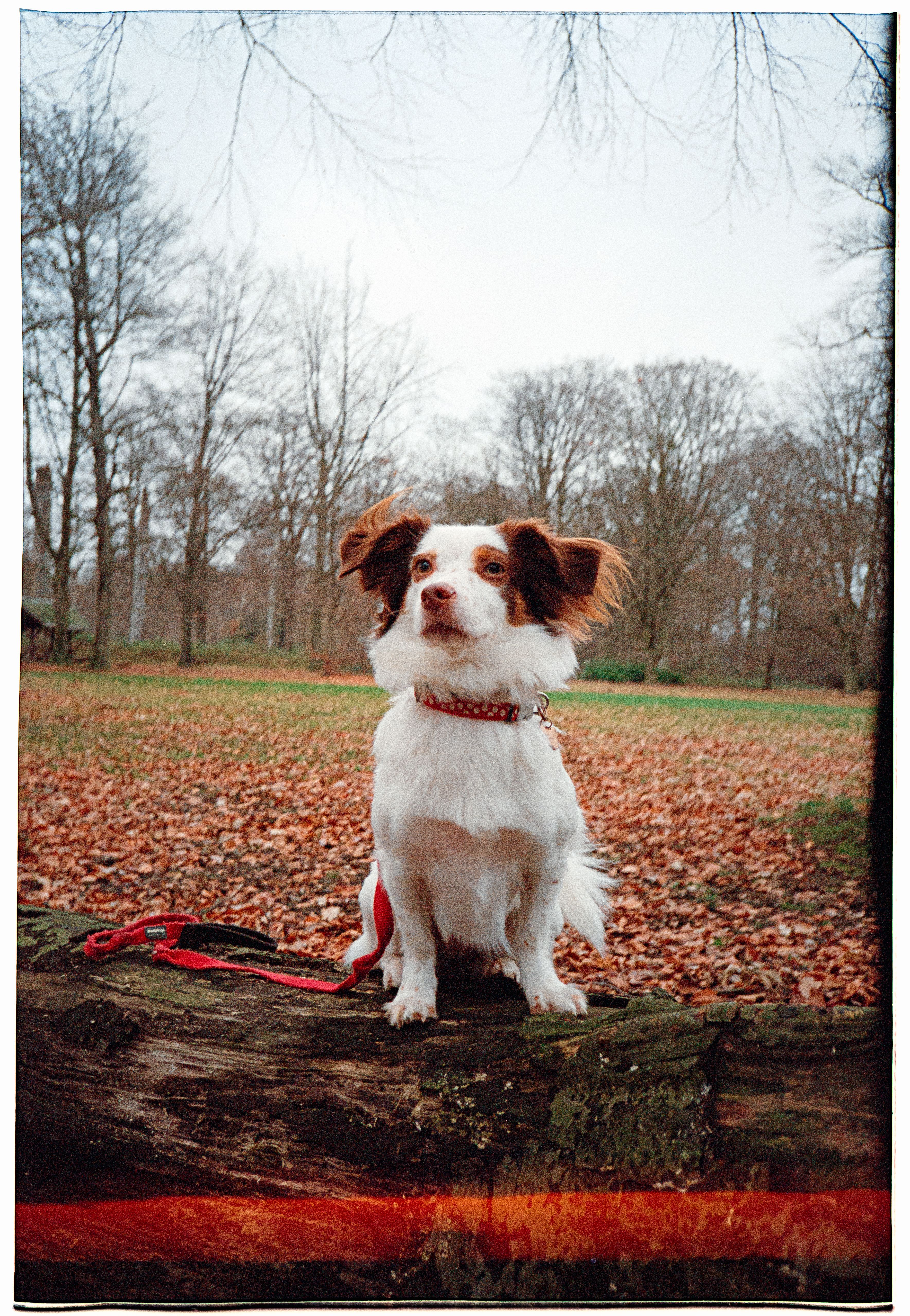 Dog in Park in Autumn · Free Stock Photo