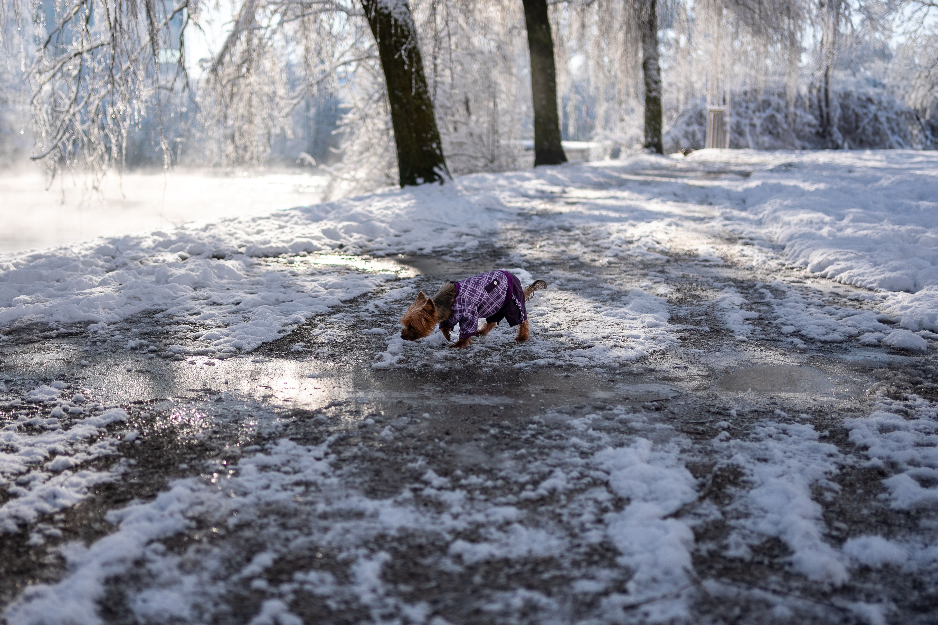 Dog on Snow and Ice in Winter · Free Stock Photo