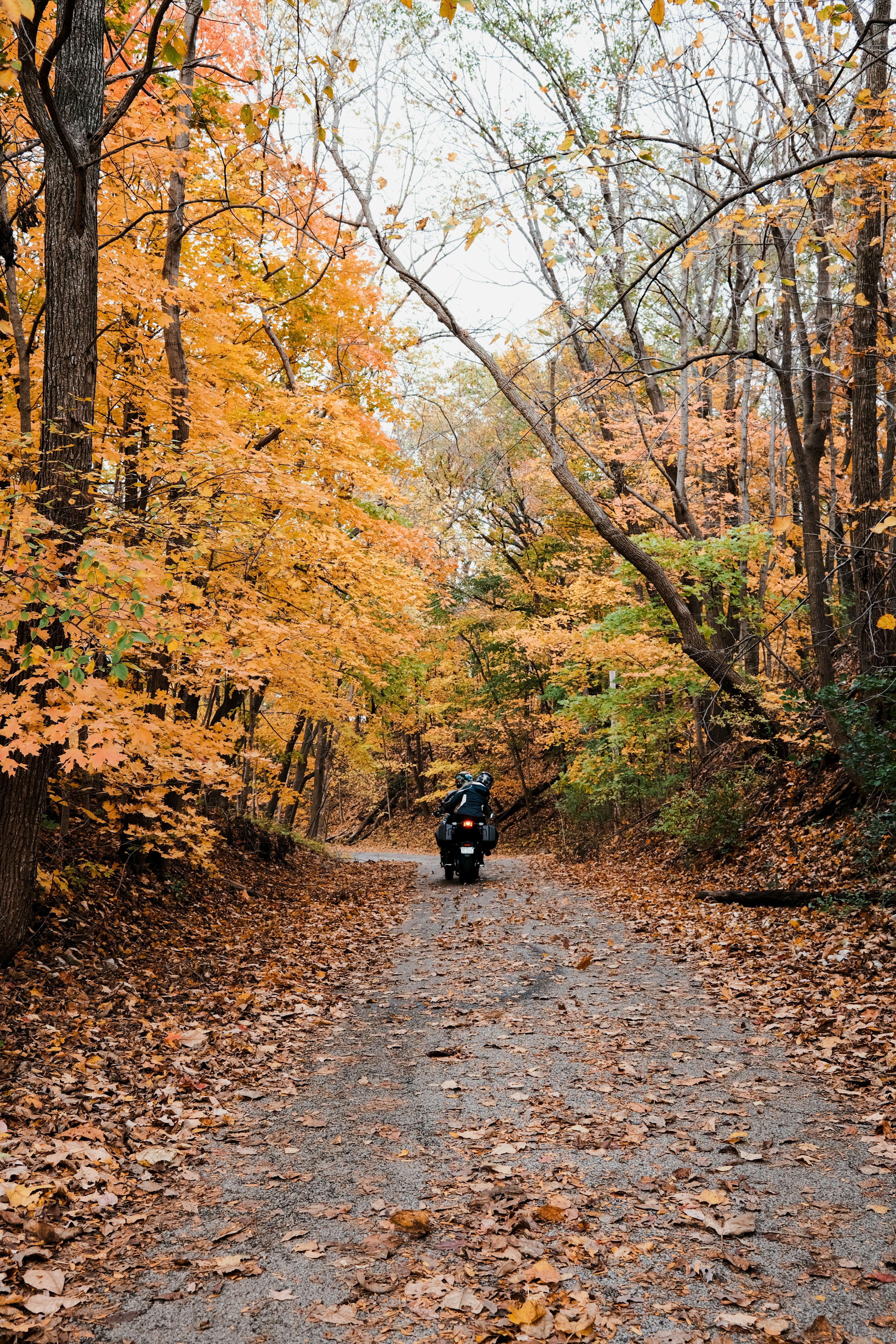 Couple Riding a Motorcycle Through the Forest · Free Stock Photo