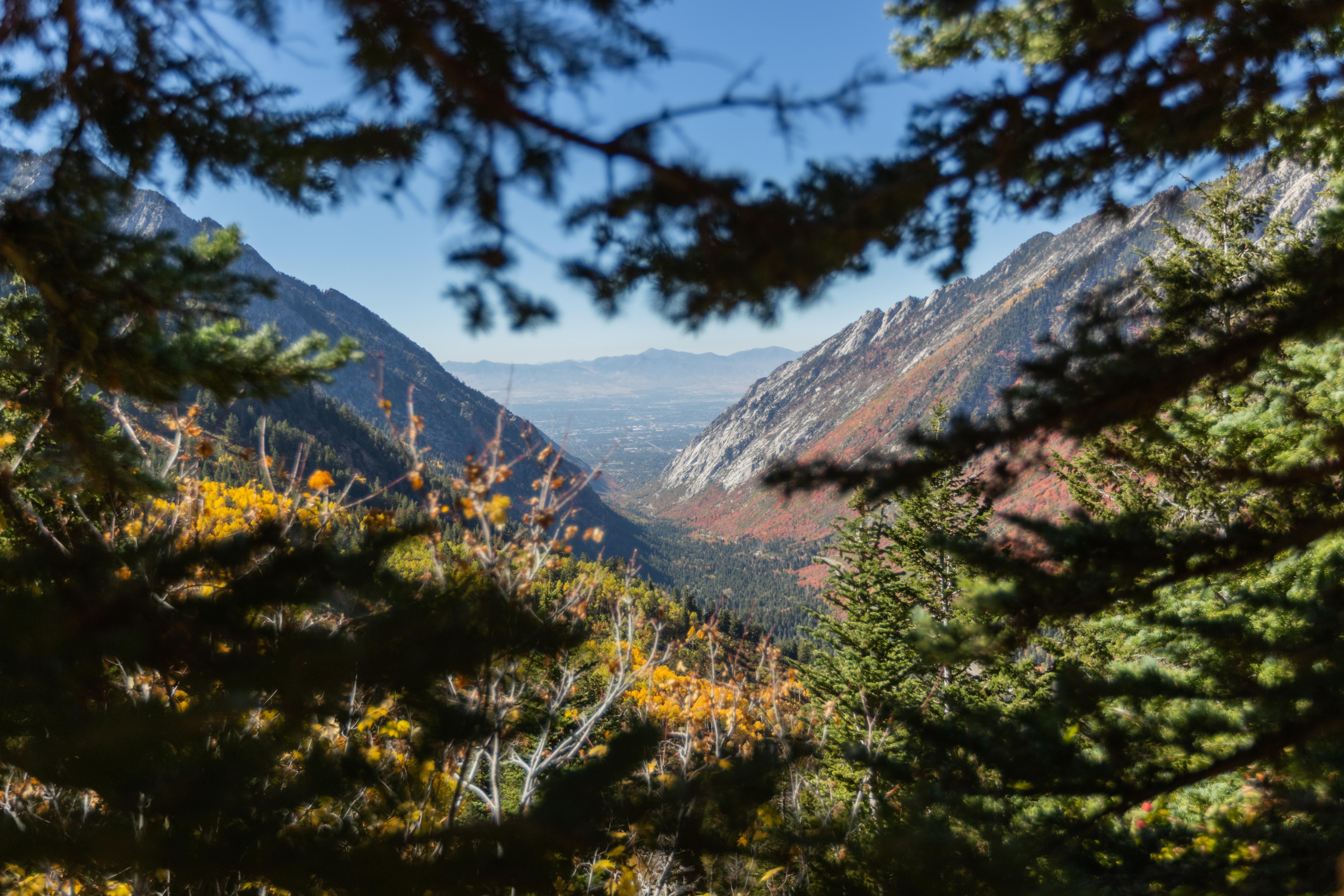 Forest in Valley · Free Stock Photo