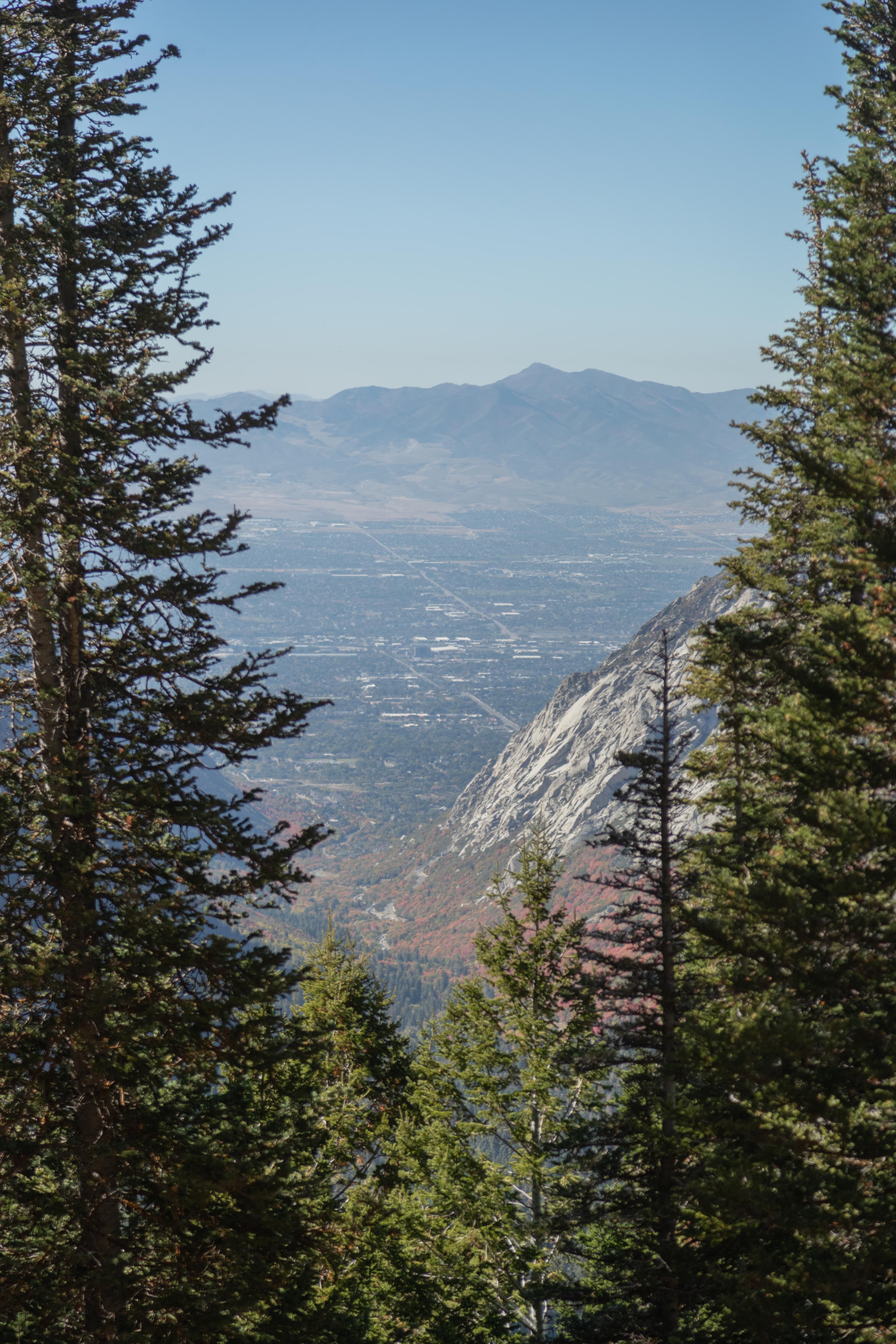 Evergreen Trees over Valley · Free Stock Photo