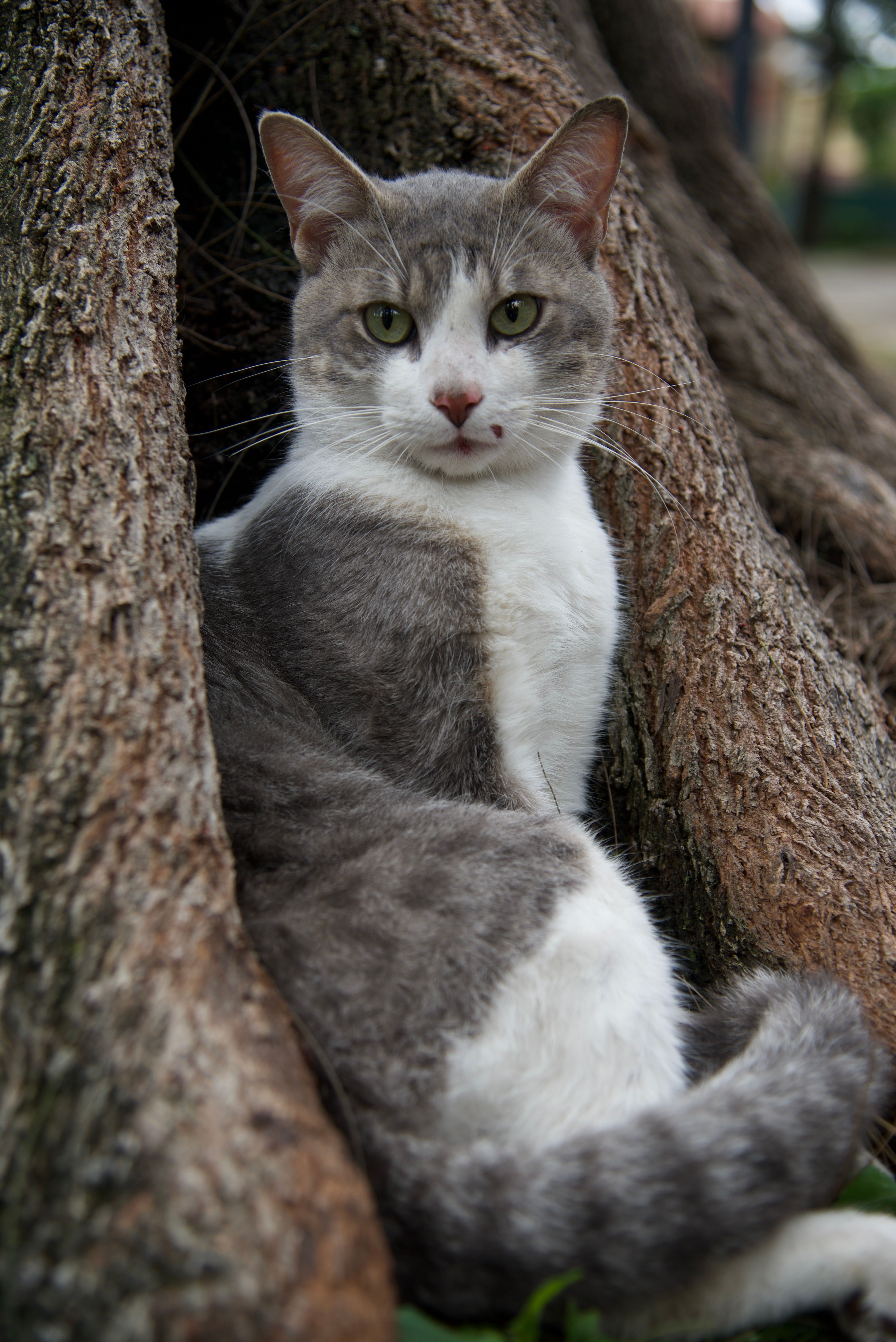 Cat Sitting in Tree · Free Stock Photo