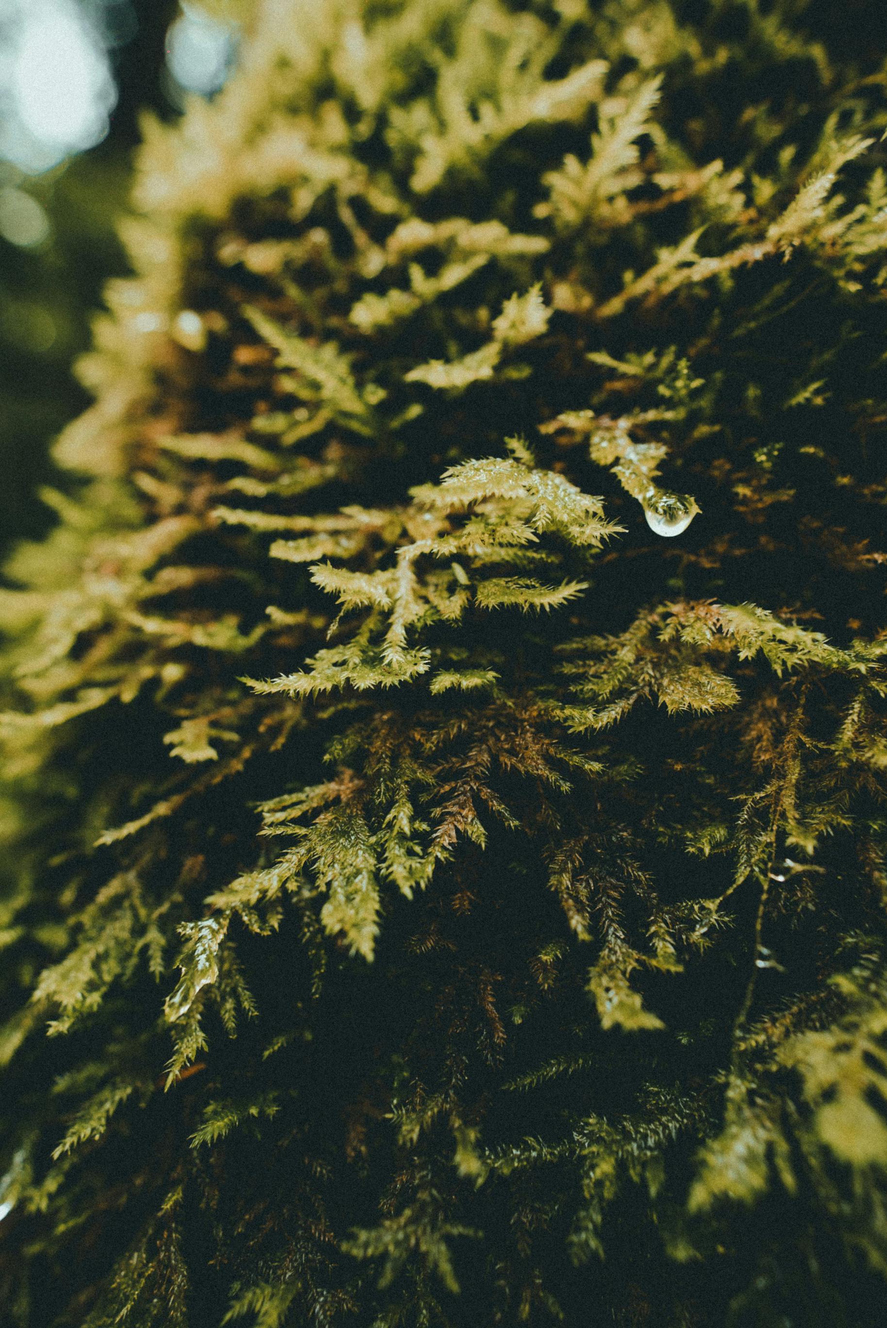Moss Growing on Tree · Free Stock Photo