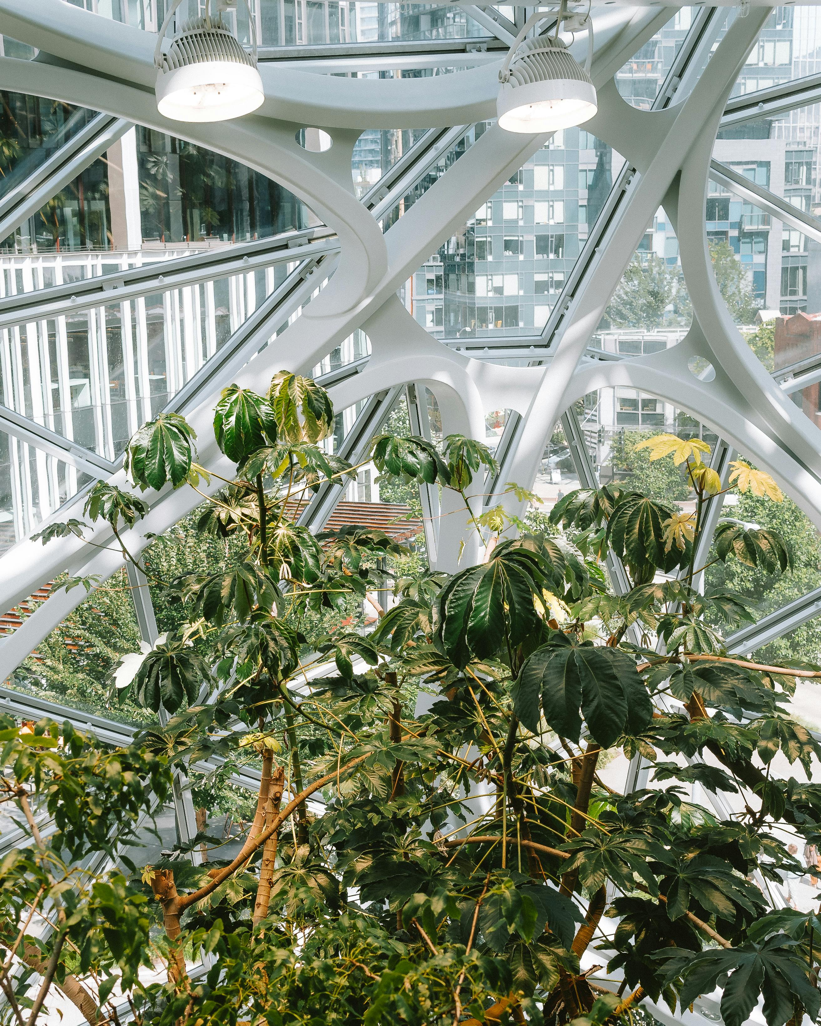 Tree in a Glass Building · Free Stock Photo