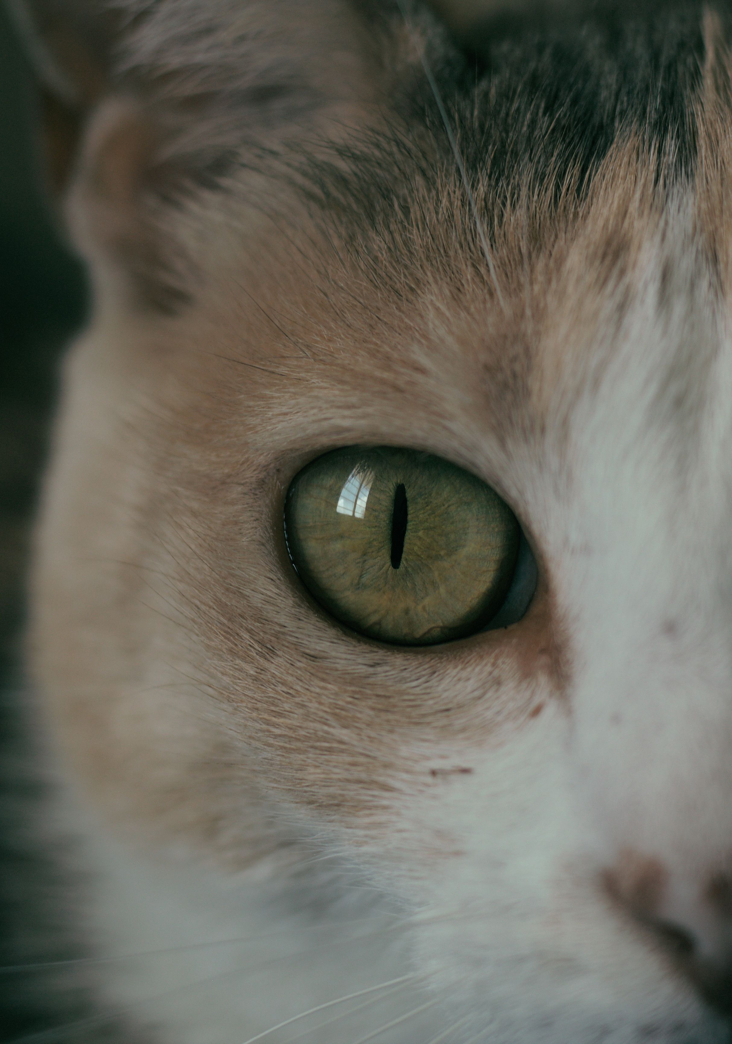 Eye of a Cat · Free Stock Photo