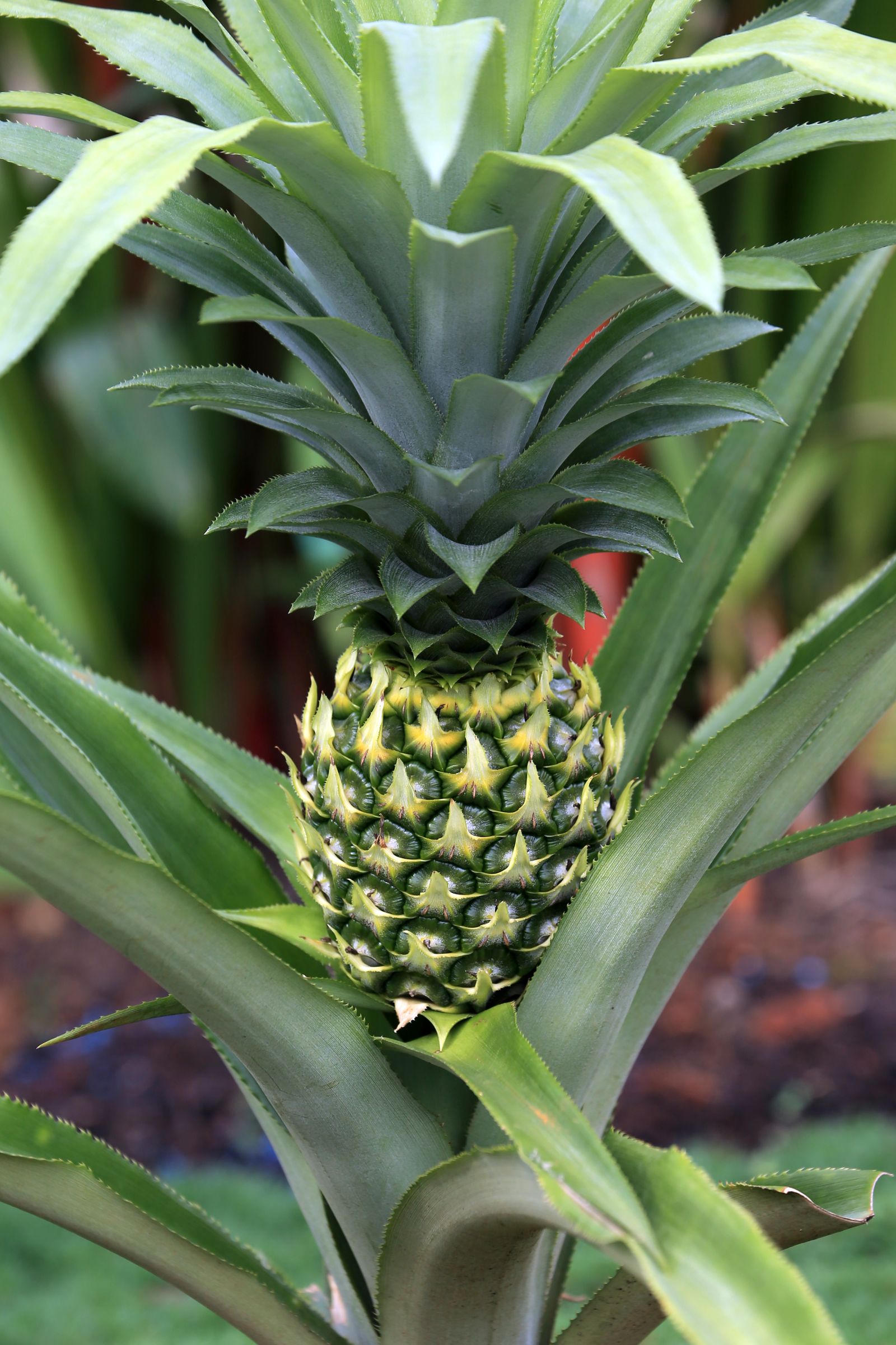 Fashion Pineapple Photos, Download The BEST Free Fashion Pineapple ...