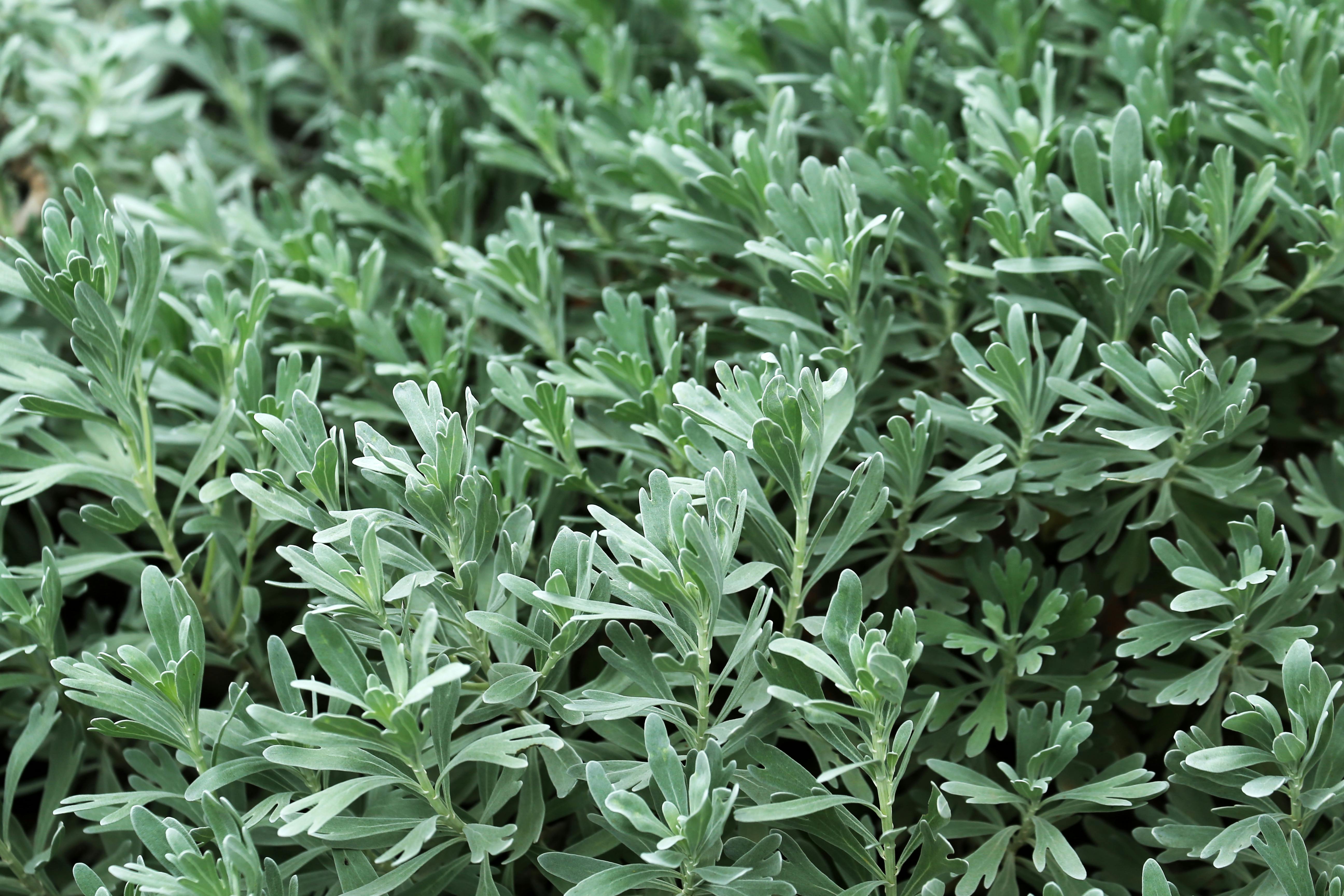 Close-up of Common Wormwood · Free Stock Photo
