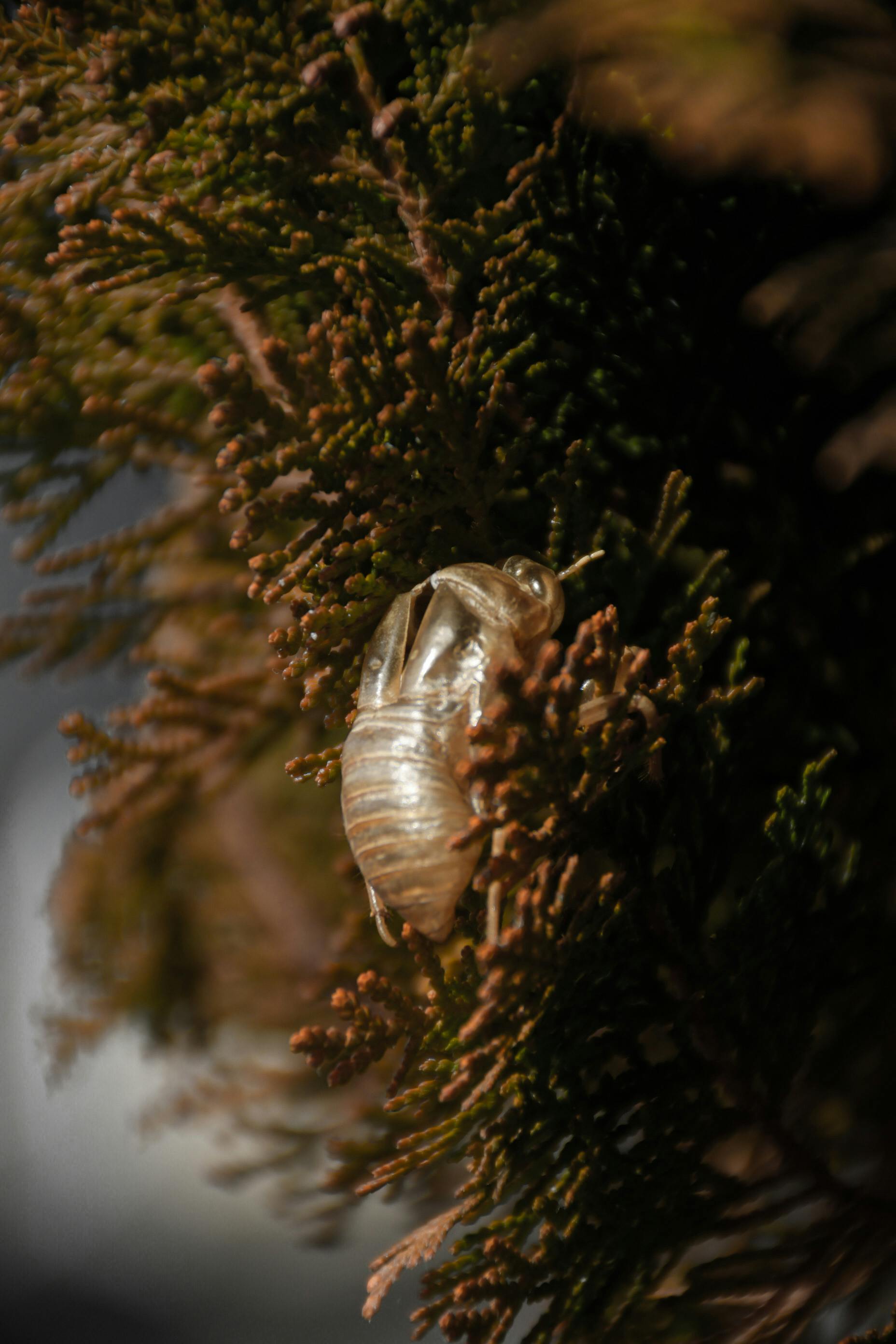 cicada shell · Free Stock Photo