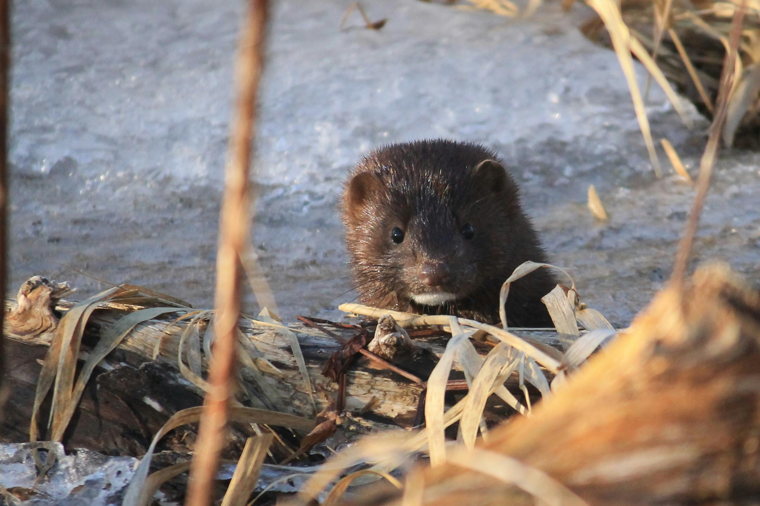 Free stock photo of mink, nature, winter