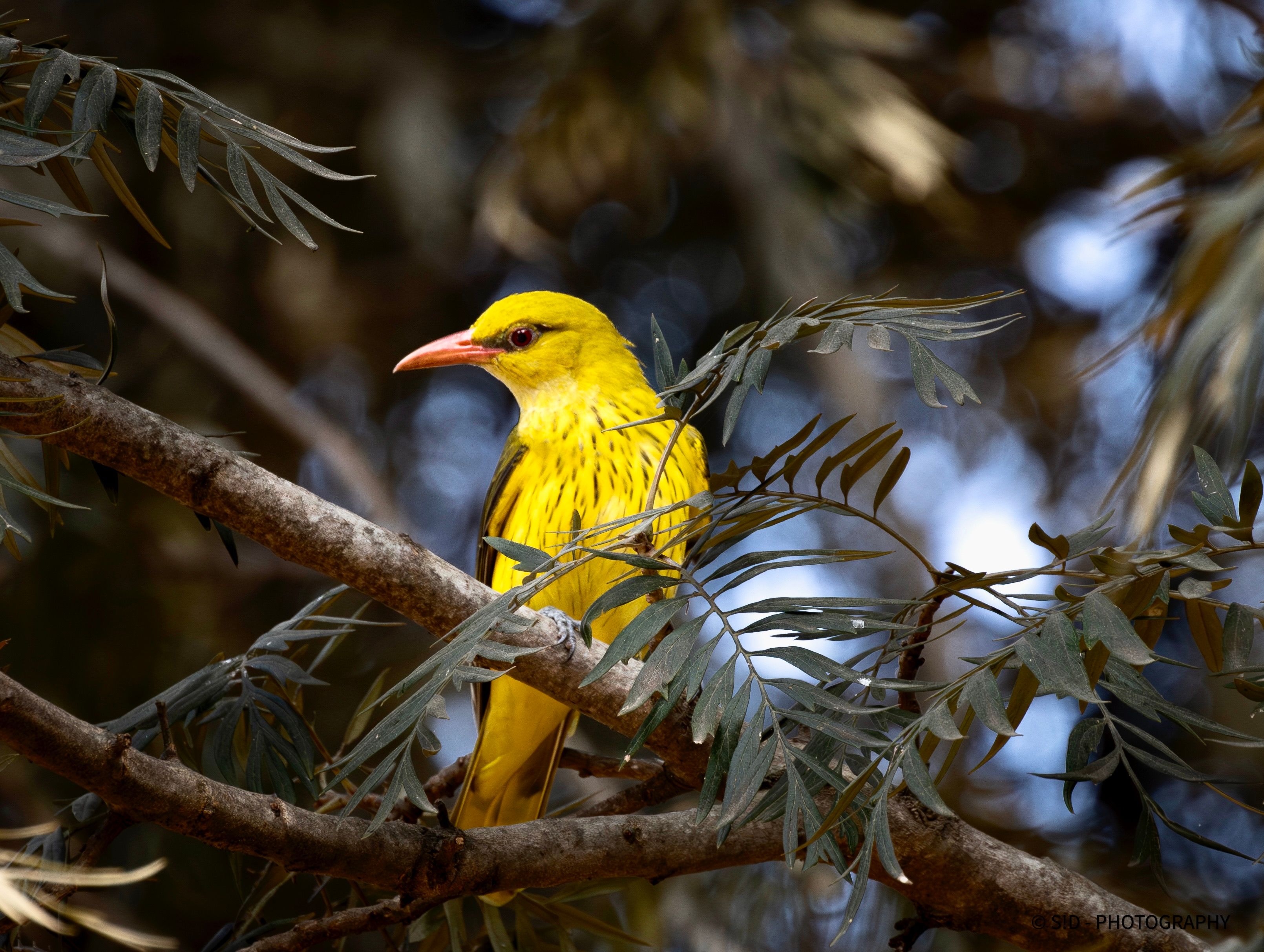 Golden Oriole Bird on Branch · Free Stock Photo
