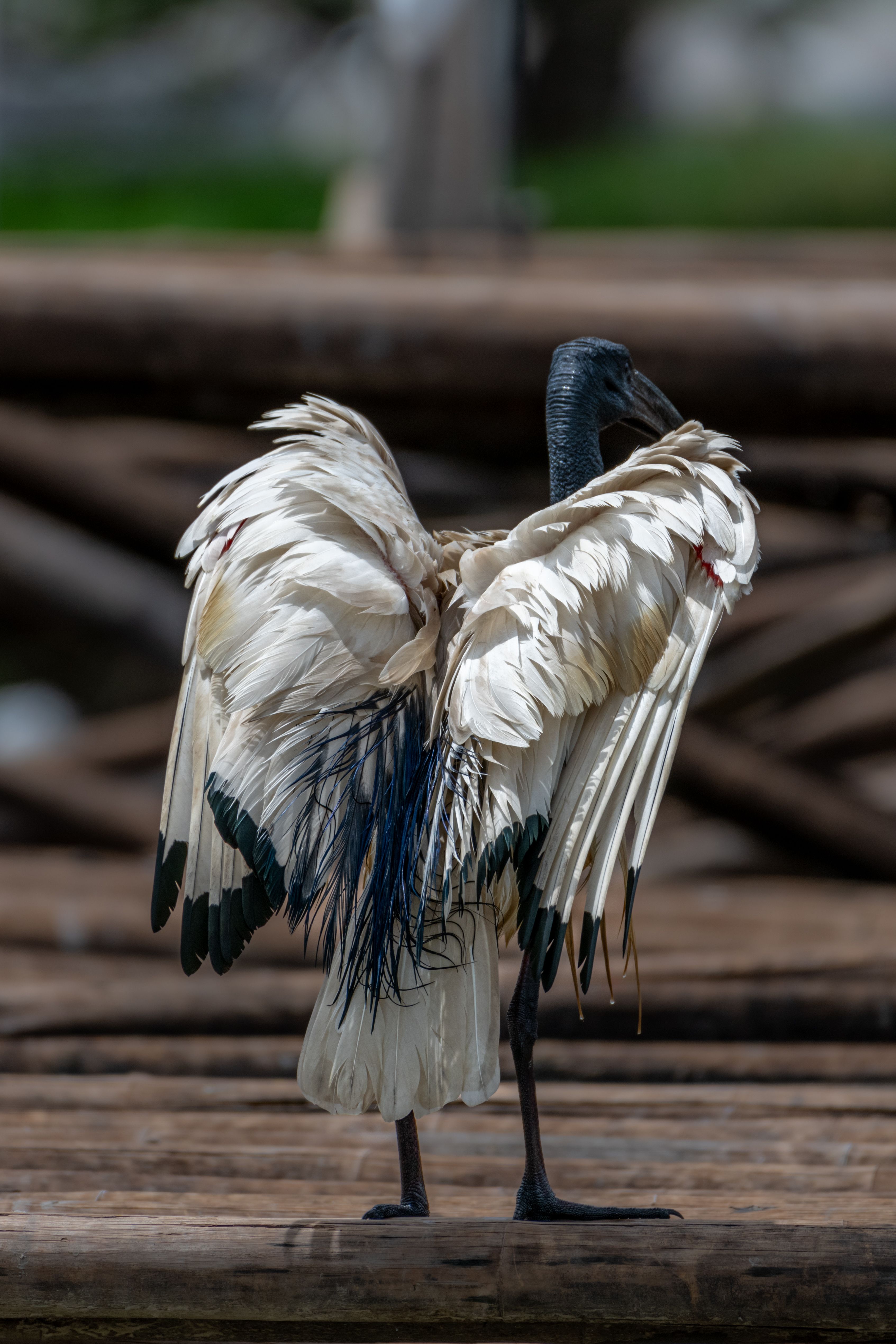 Ibis Holds Up Wings · Free Stock Photo