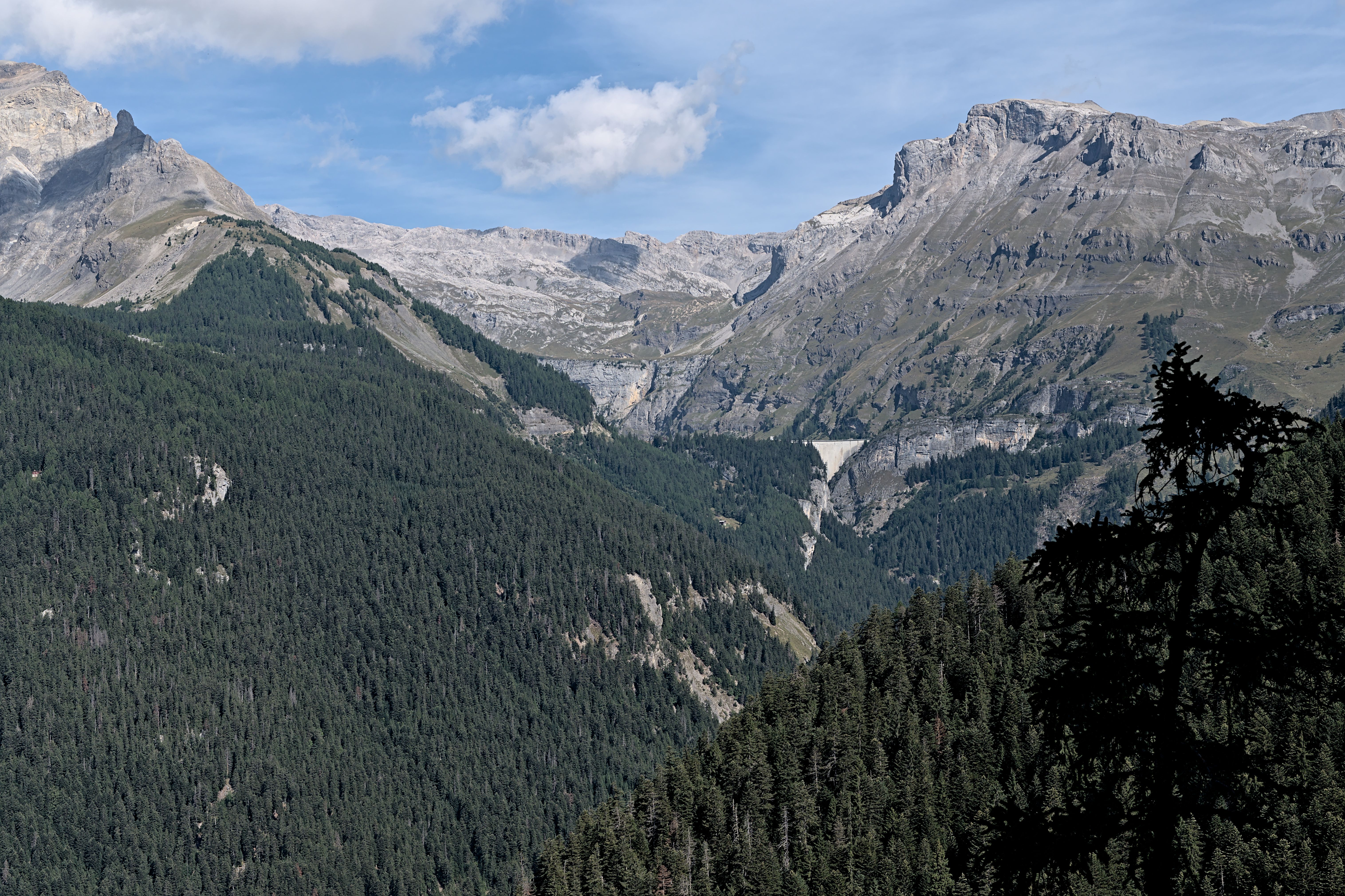 Forest in Alpine Valley · Free Stock Photo