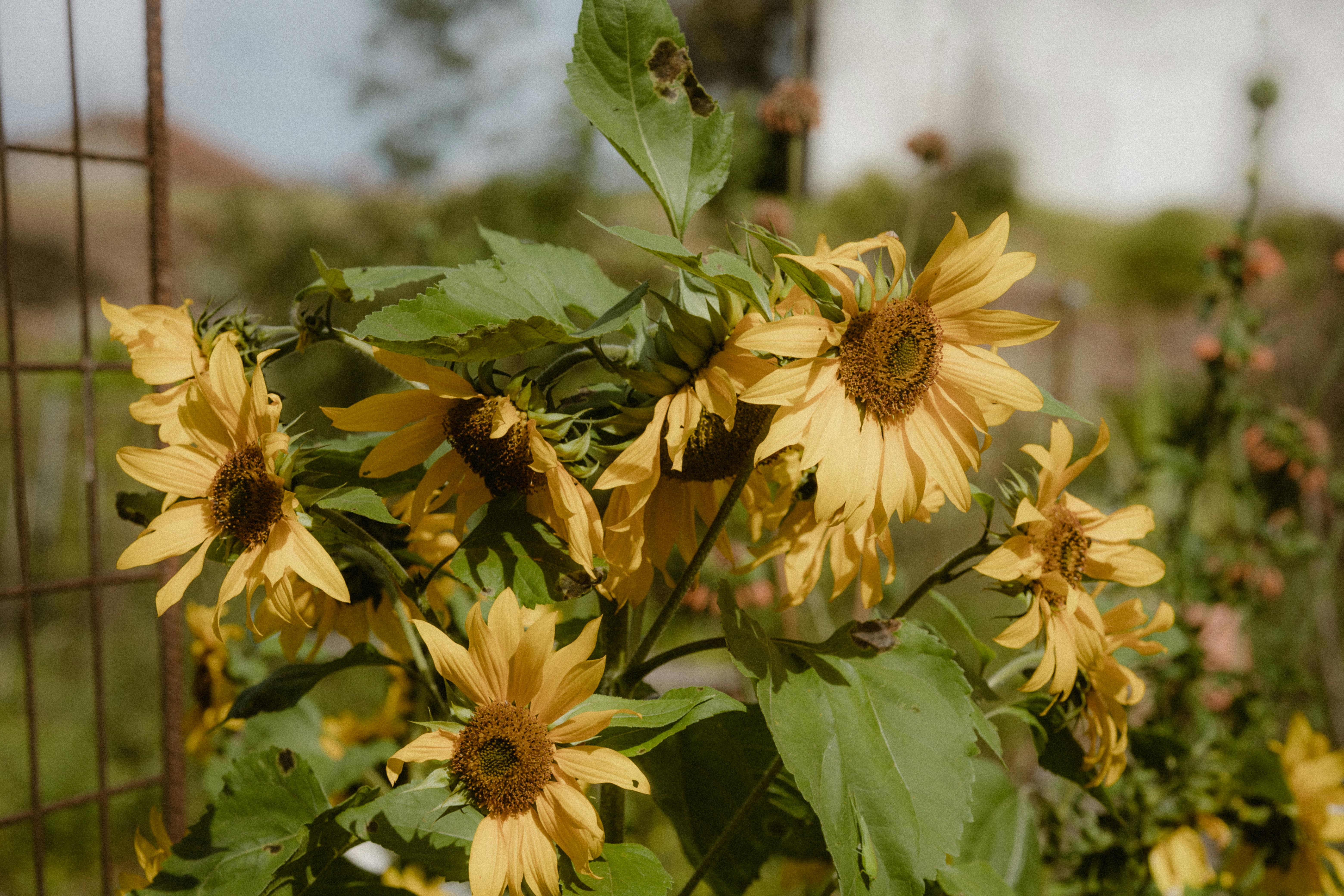 Small Sunflowers by the Rusty Fence · Free Stock Photo