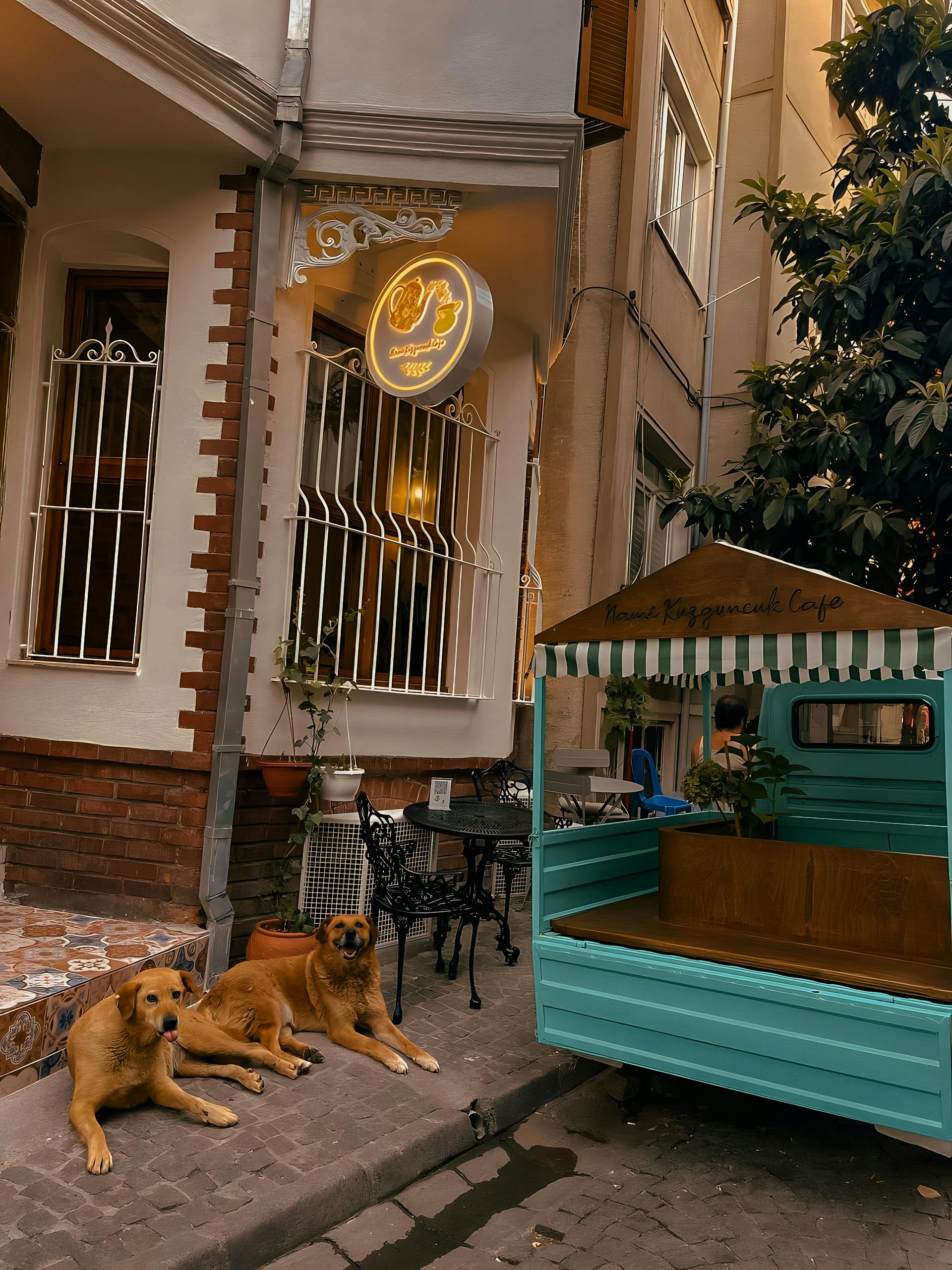 Dogs Cafe Photos, Download The BEST Free Dogs Cafe Stock Photos & HD Images