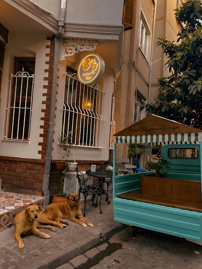 Dogs Cafe Photos, Download The BEST Free Dogs Cafe Stock Photos & HD Images