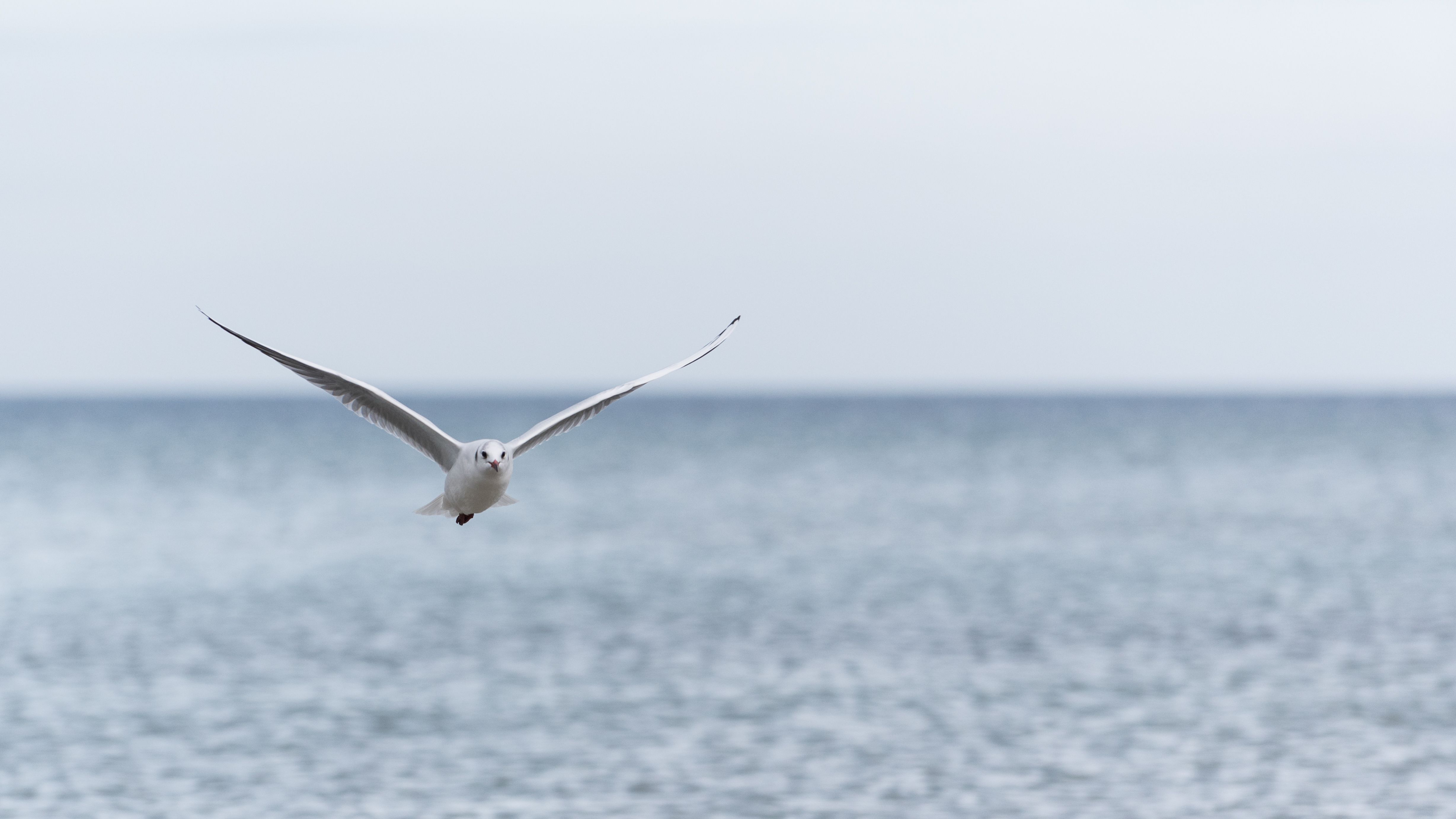 Seagull Flying Over the Ocean · Free Stock Photo