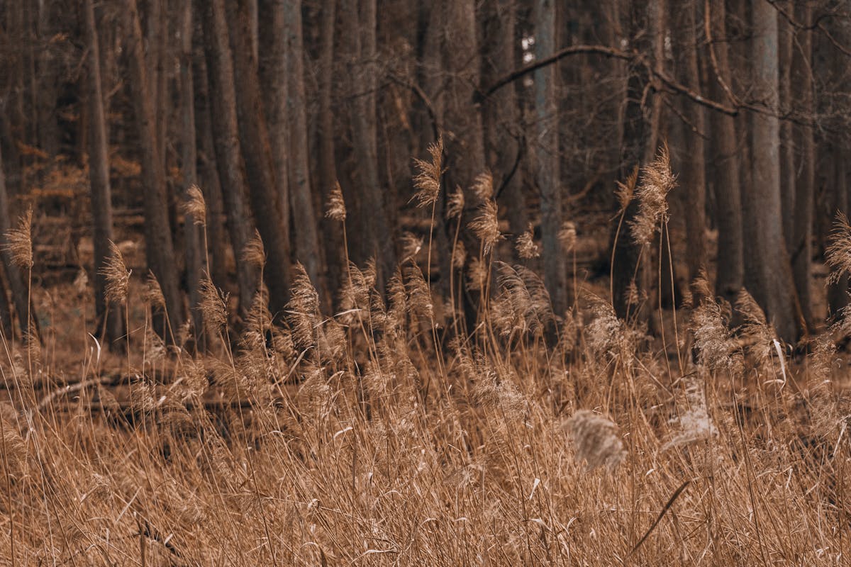 Dried Grasses Photos, Download The BEST Free Dried Grasses Stock Photos ...