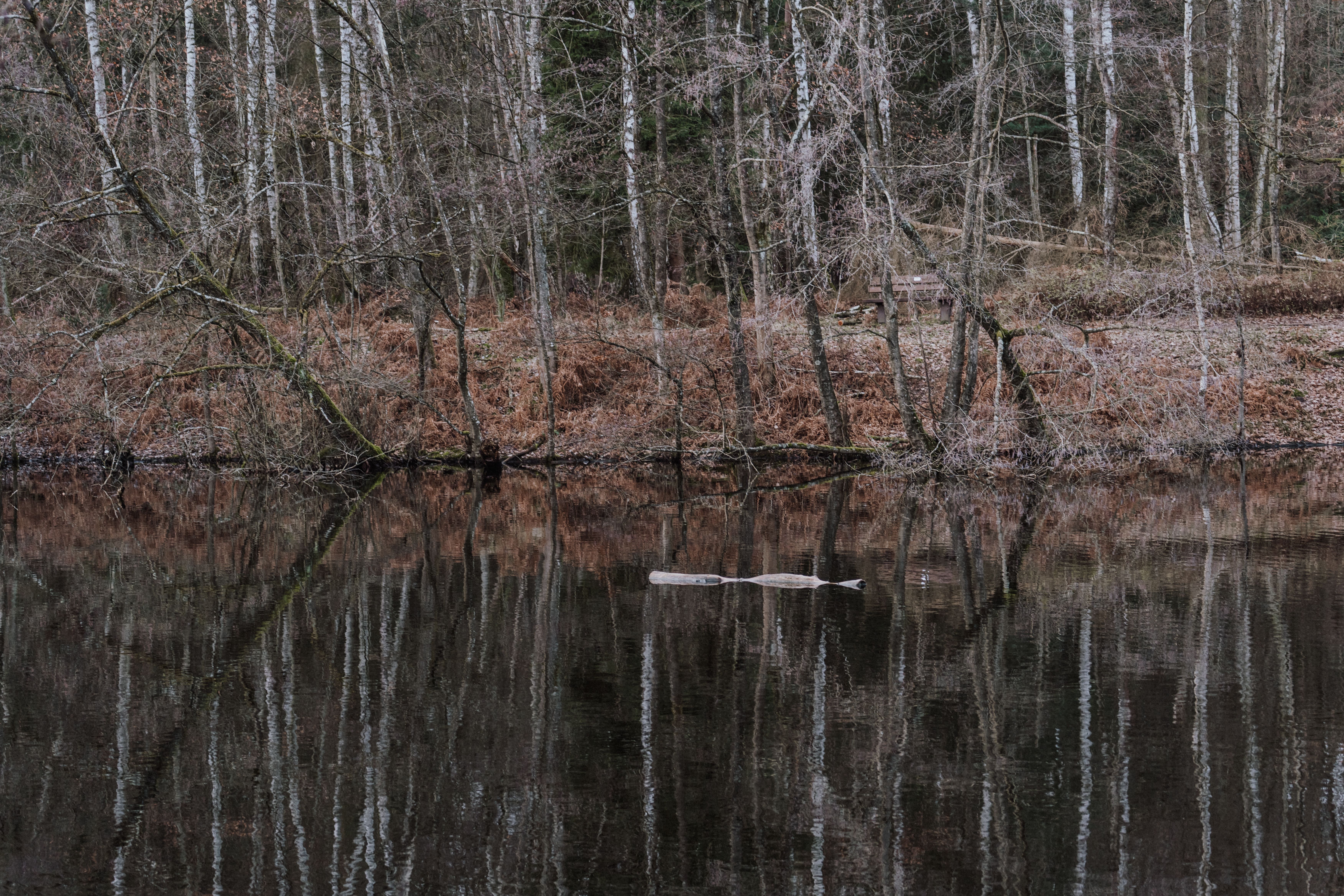 Trees Reflecting in Lake · Free Stock Photo