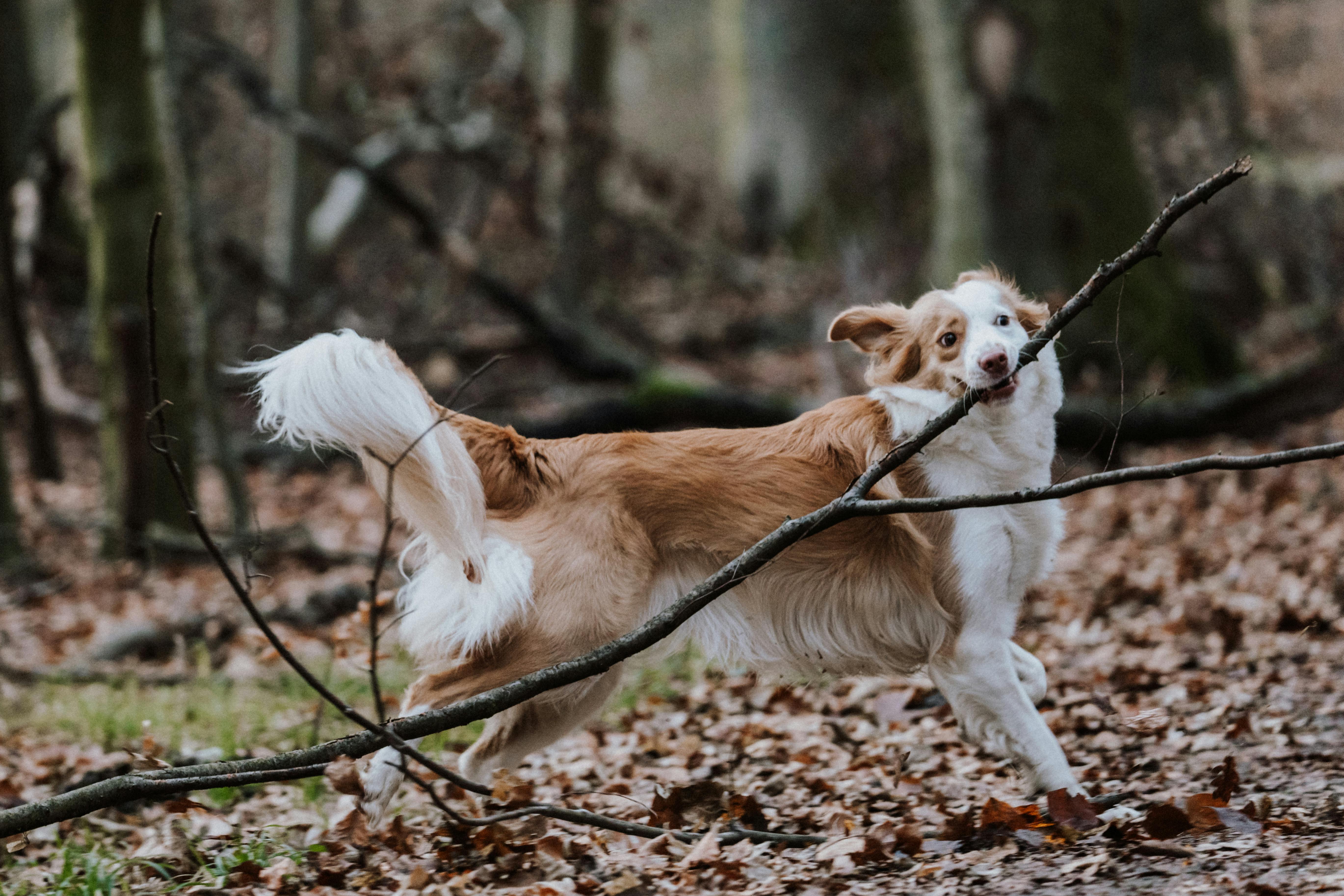 Animated Tree Without Leaves Photos, Download The BEST Free Animated ...