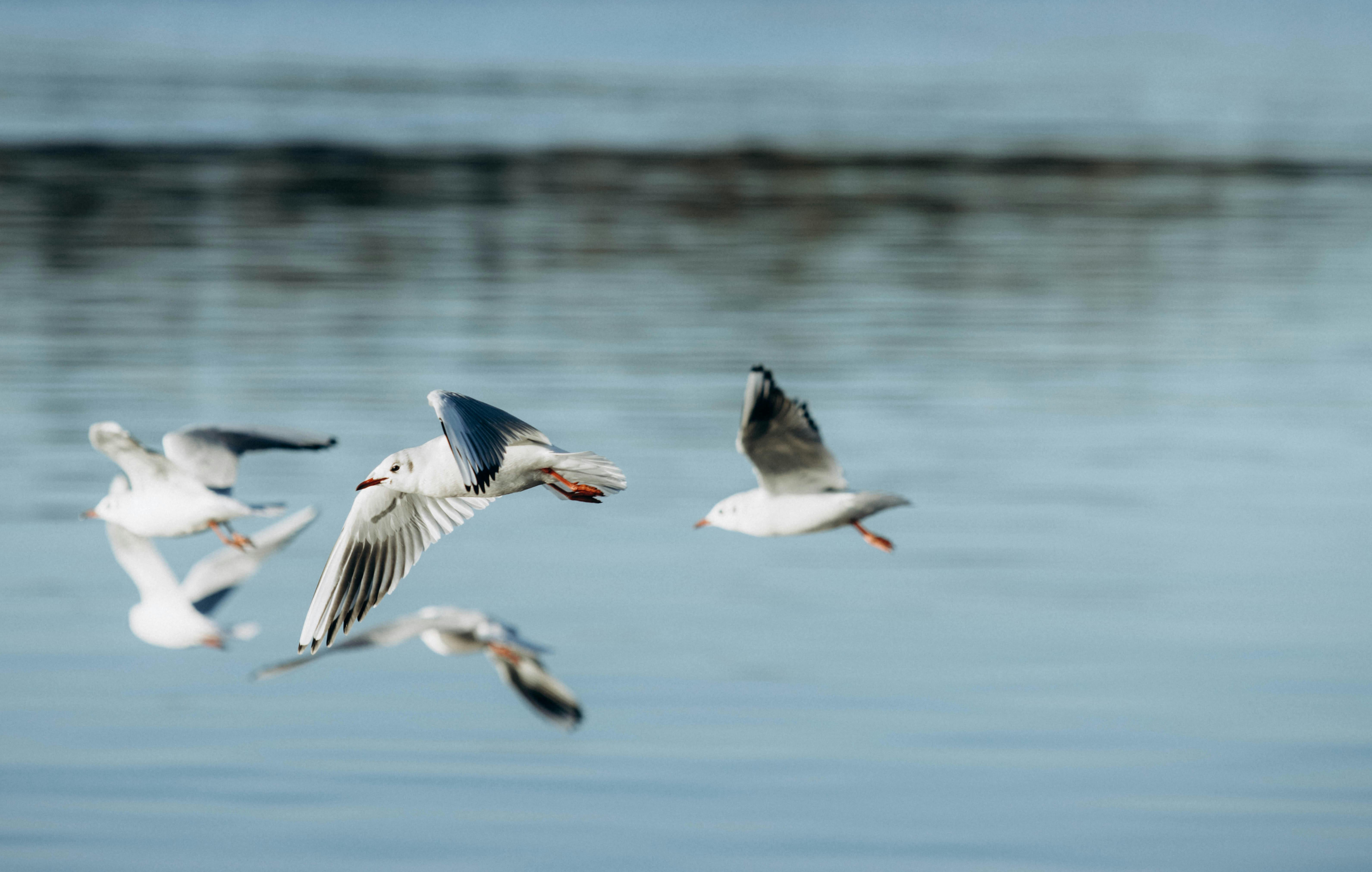 Birds Fly over Water · Free Stock Photo