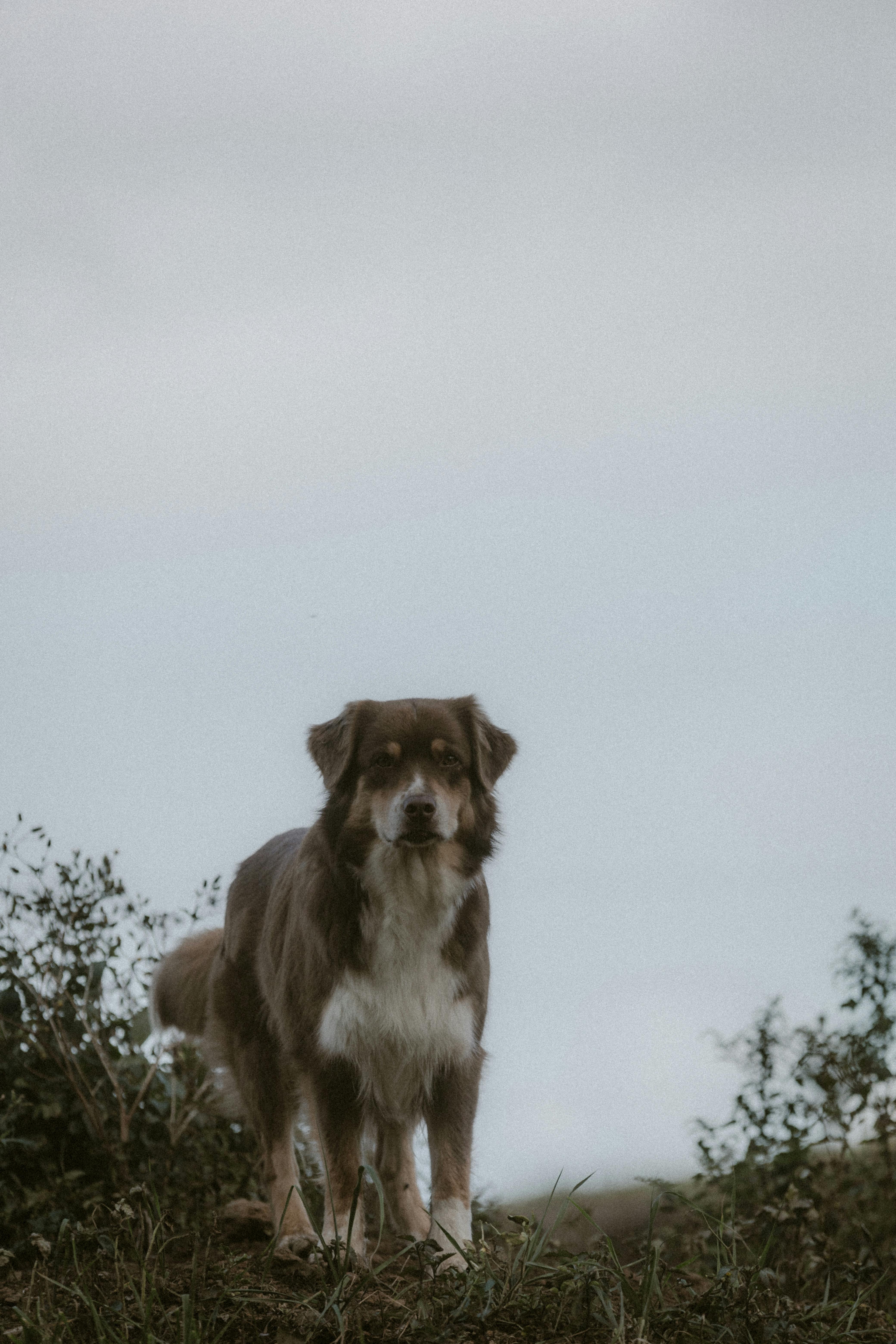 Brown and White Dog on Path · Free Stock Photo