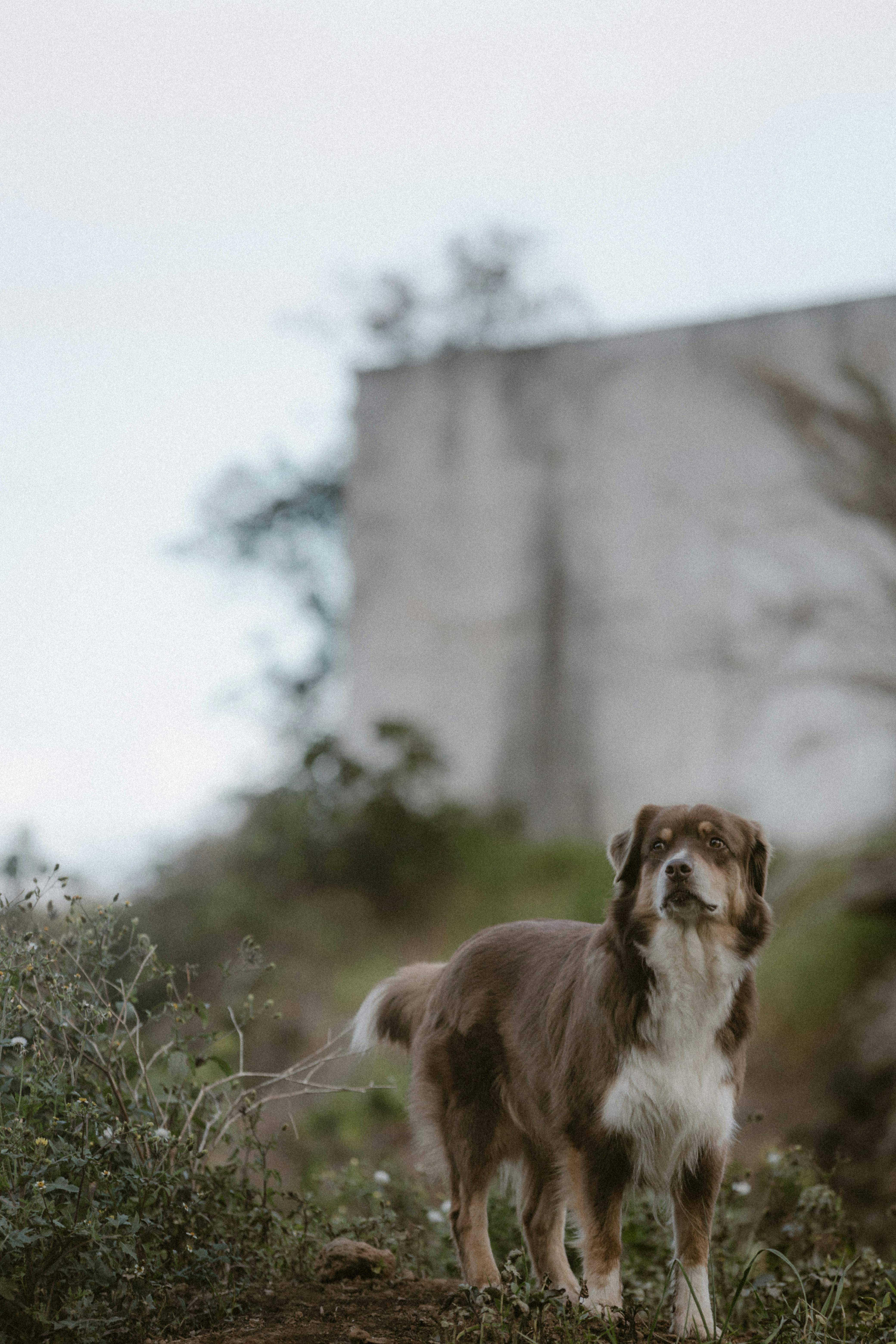 Dog in Countryside · Free Stock Photo