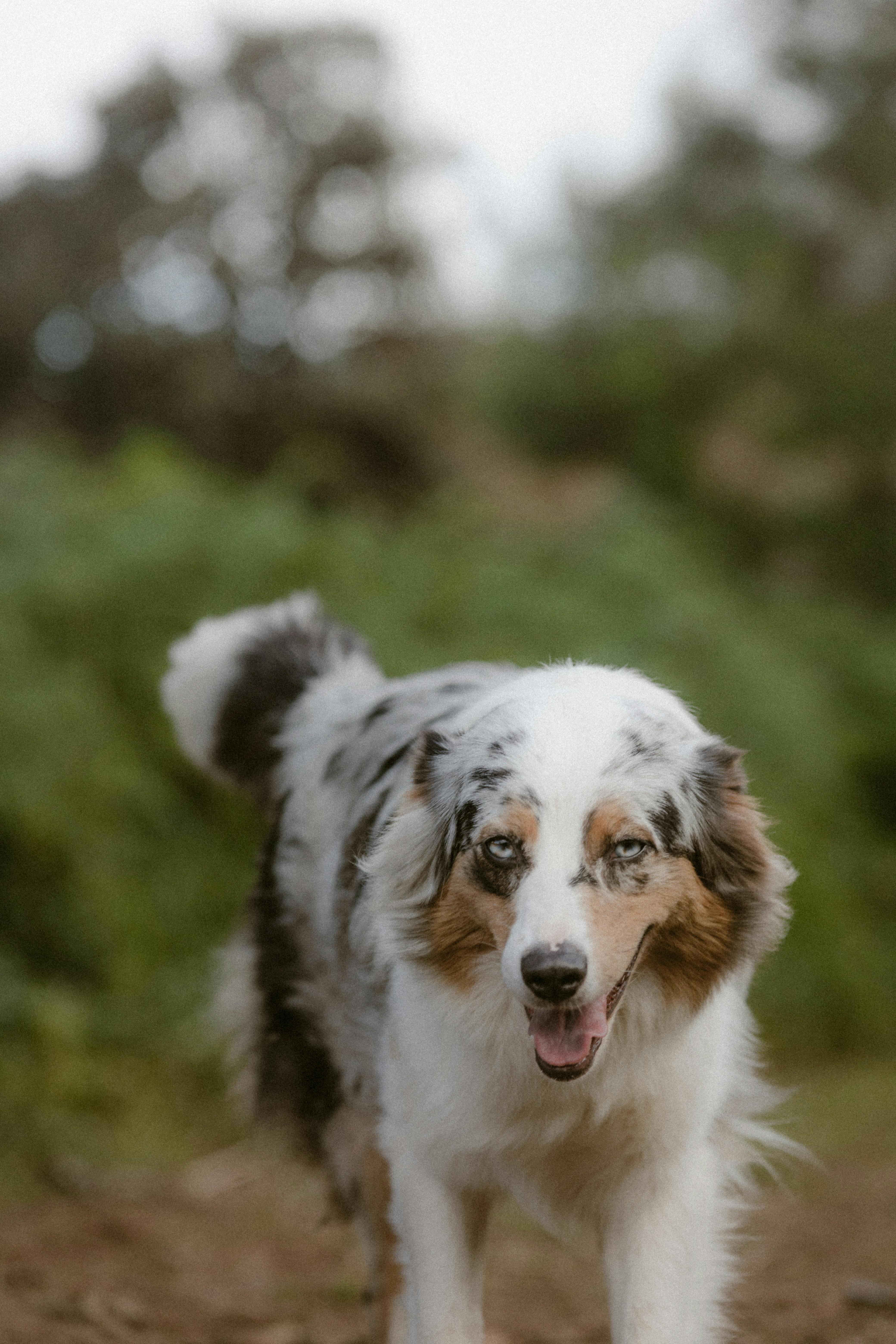 Calico Dog with Open Mouth · Free Stock Photo