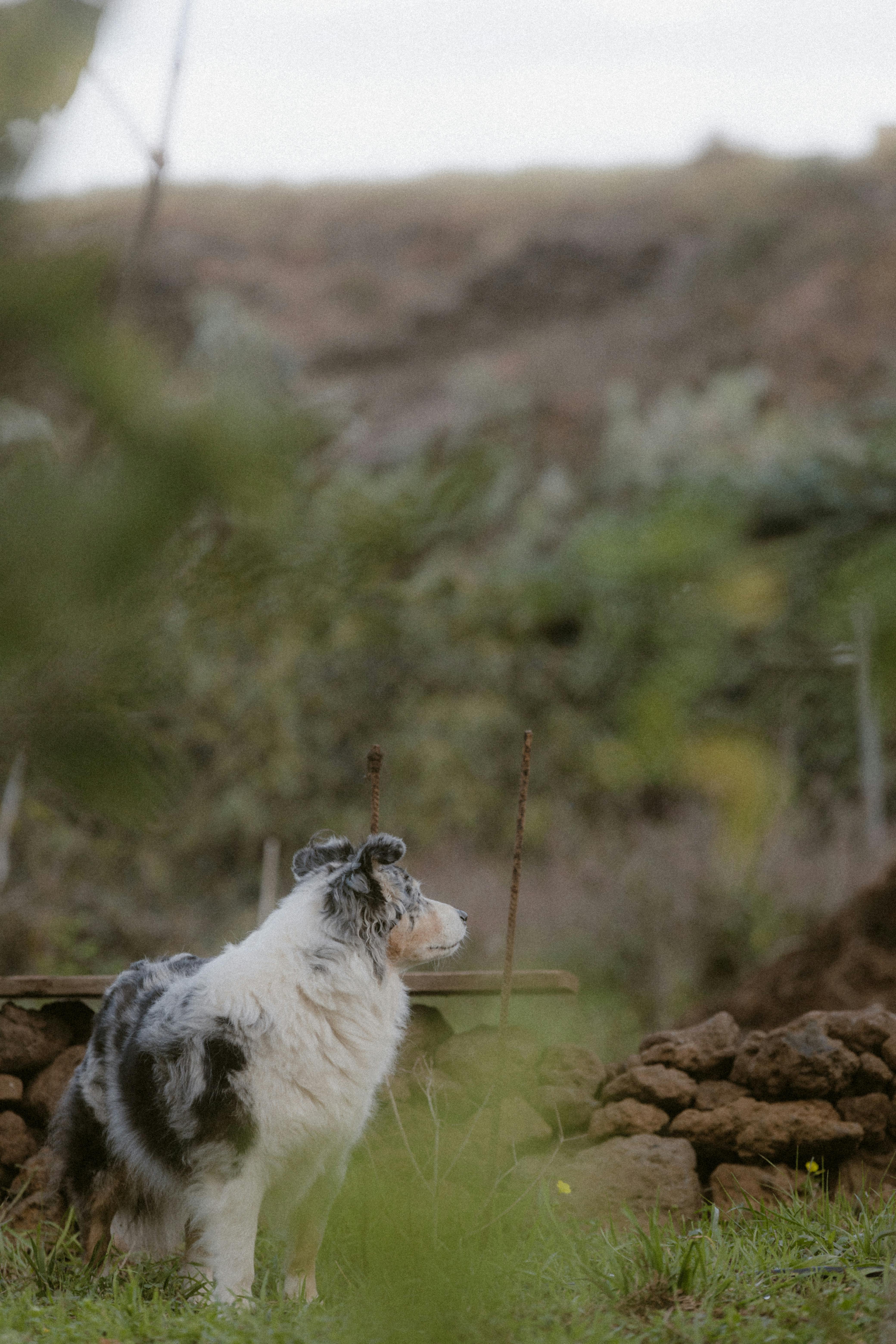 Calico Dog on Grass by Stack of Stones · Free Stock Photo