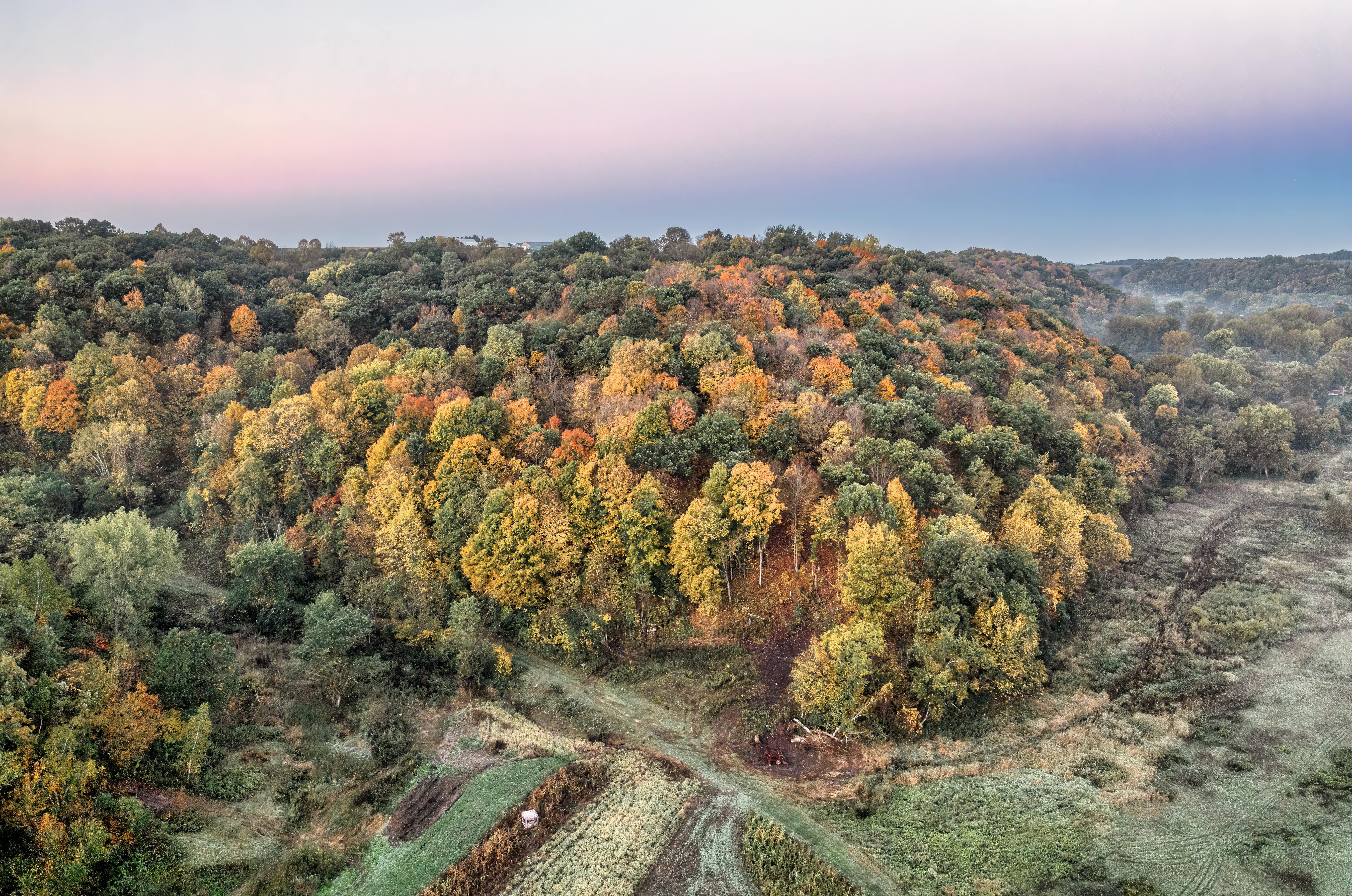 Aerial Shot of a Road In Between Trees During Autumn Season · Free ...