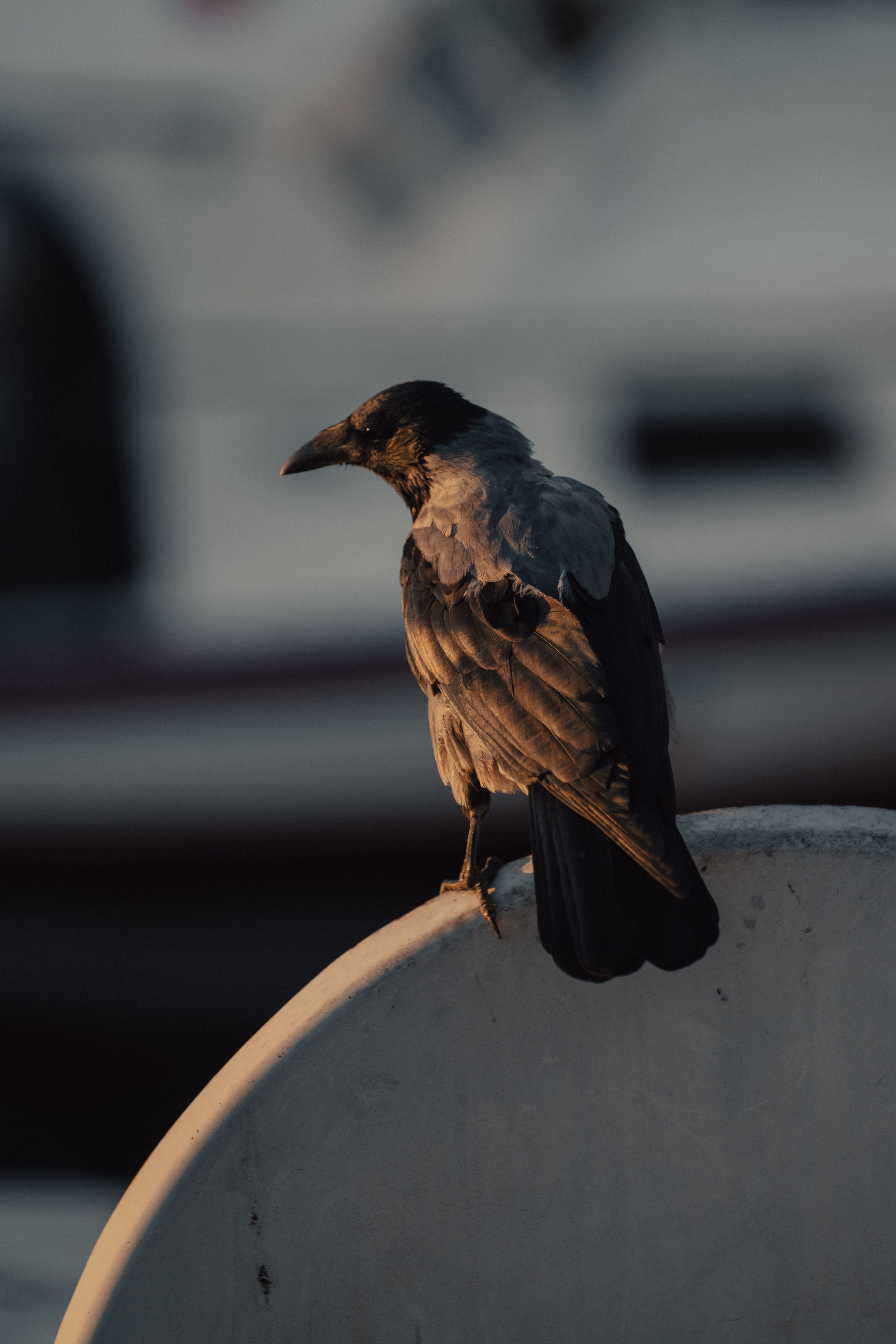 Black Bird is Perching · Free Stock Photo