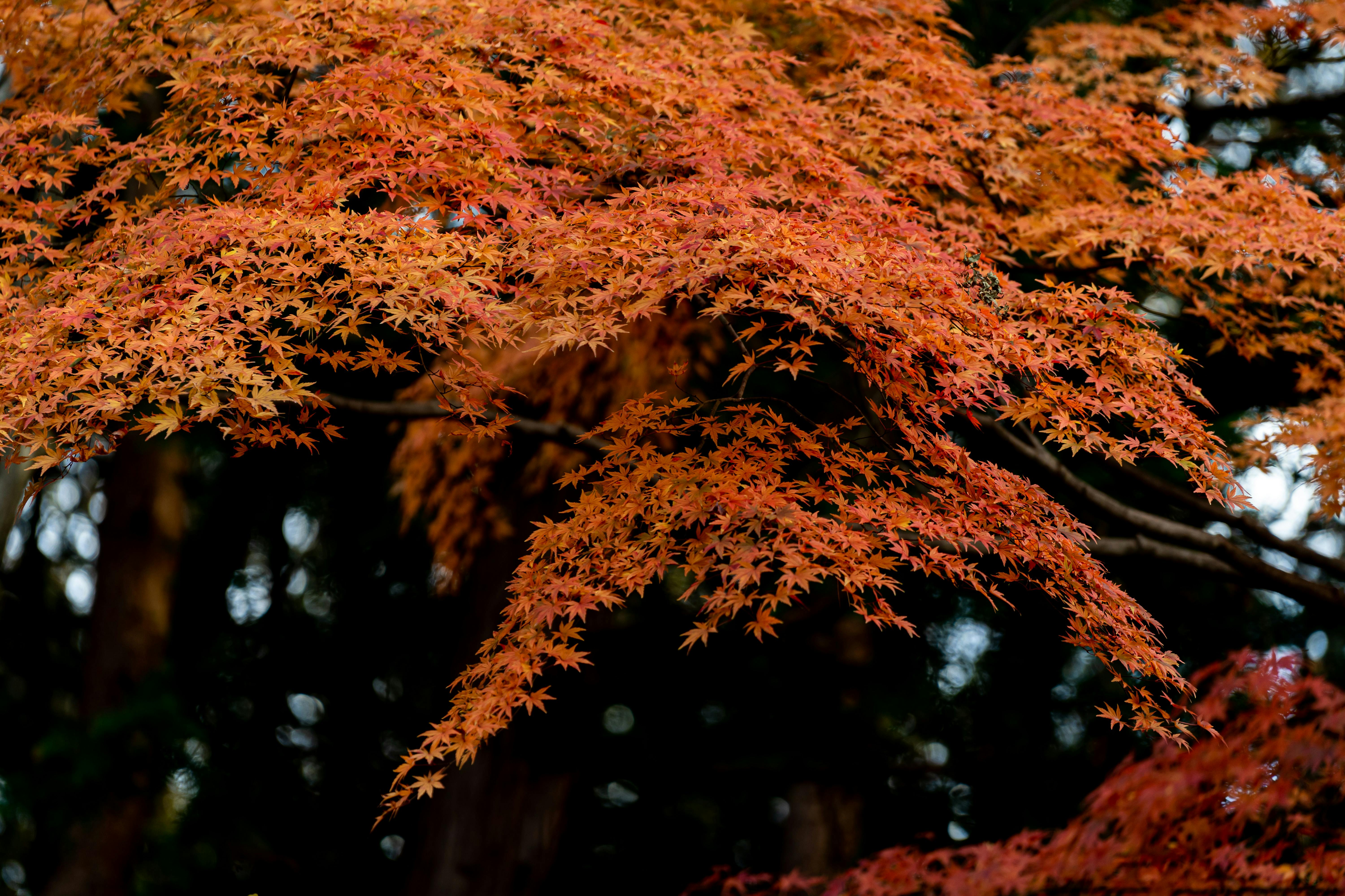 Photo gratuite de acer palmatum, arbre, asie, asie de l est, automne ...