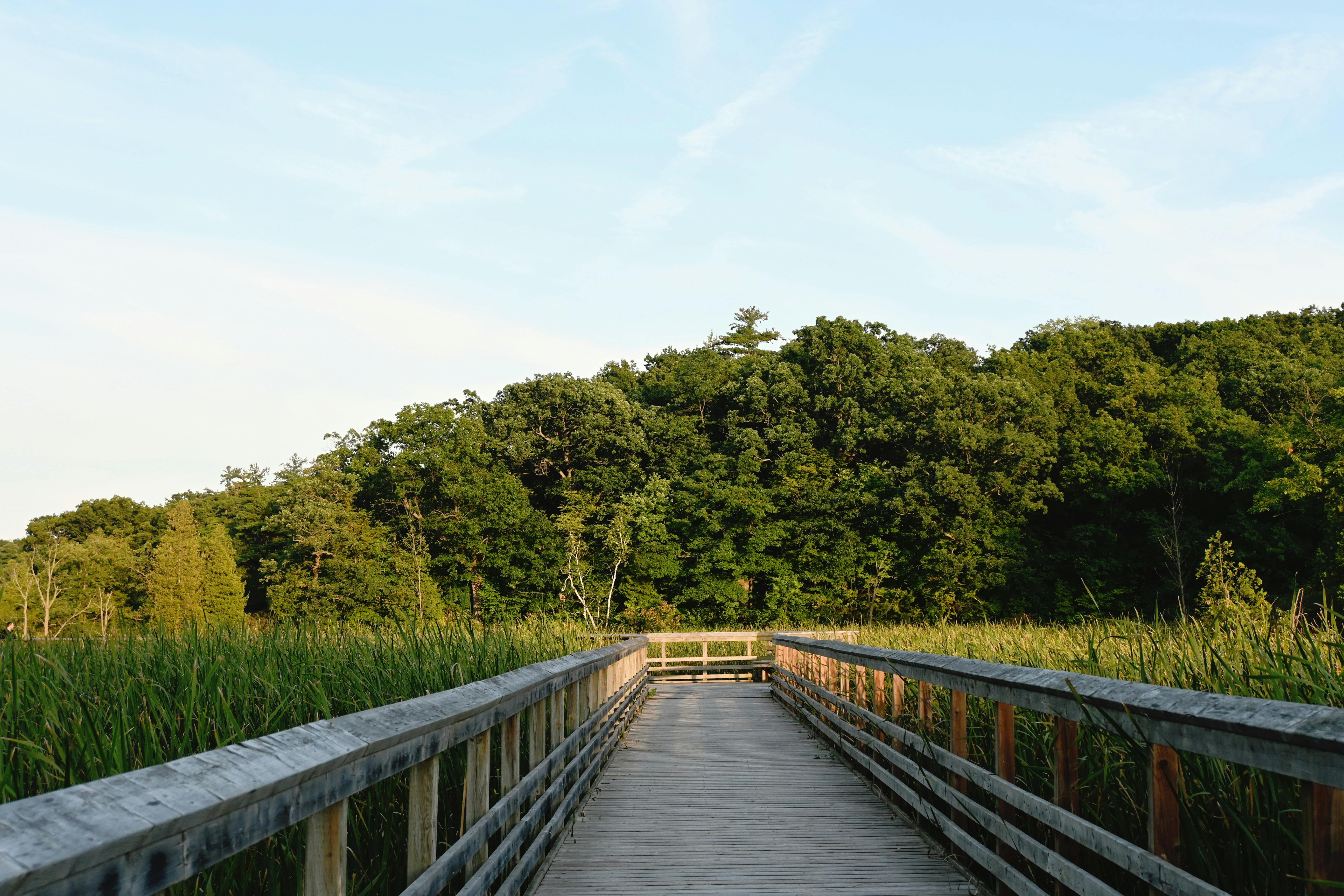 Wooden Boardwalk Leading through Reeds to a Forest · Free Stock Photo