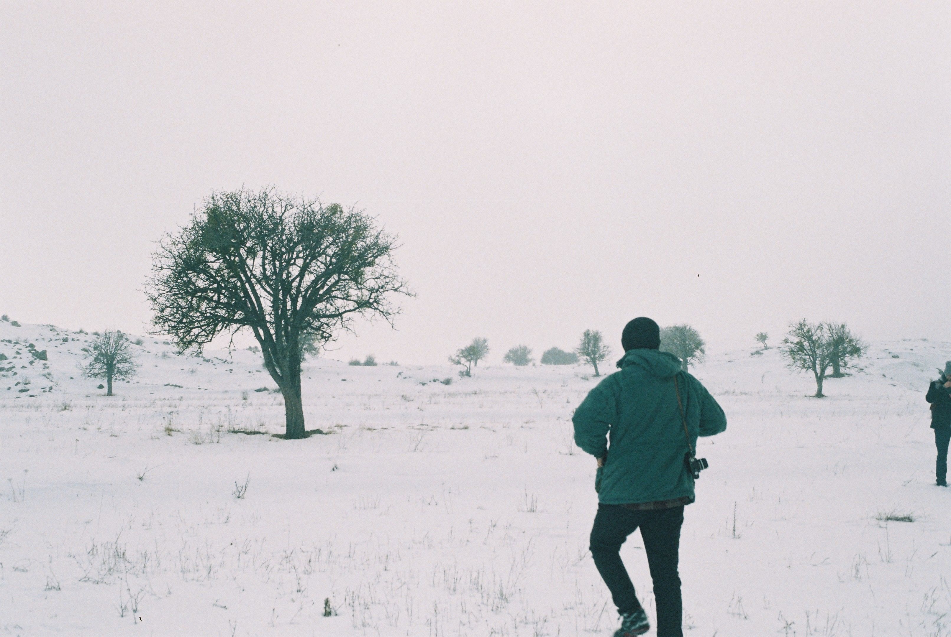 Person Facing Trees during Winter · Free Stock Photo