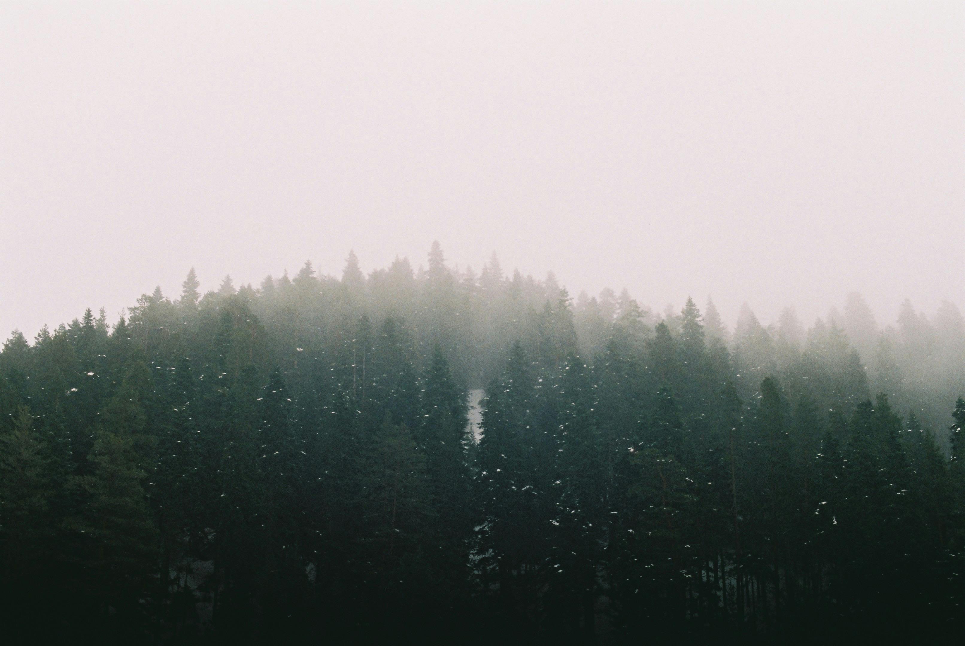 Brown Wooden House Covered With Fog · Free Stock Photo