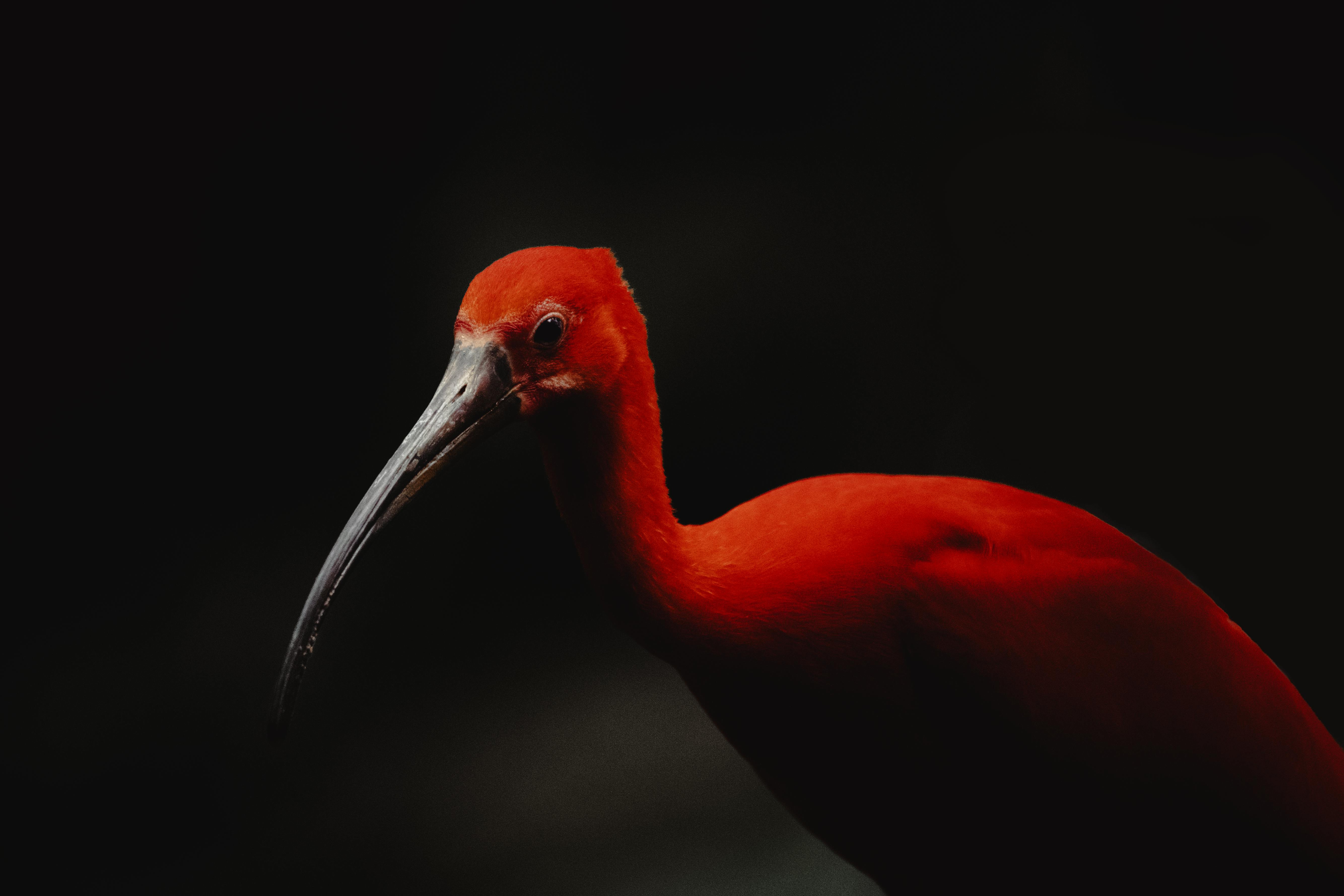 Ibis Photos, Download The BEST Free Ibis Stock Photos & HD Images
