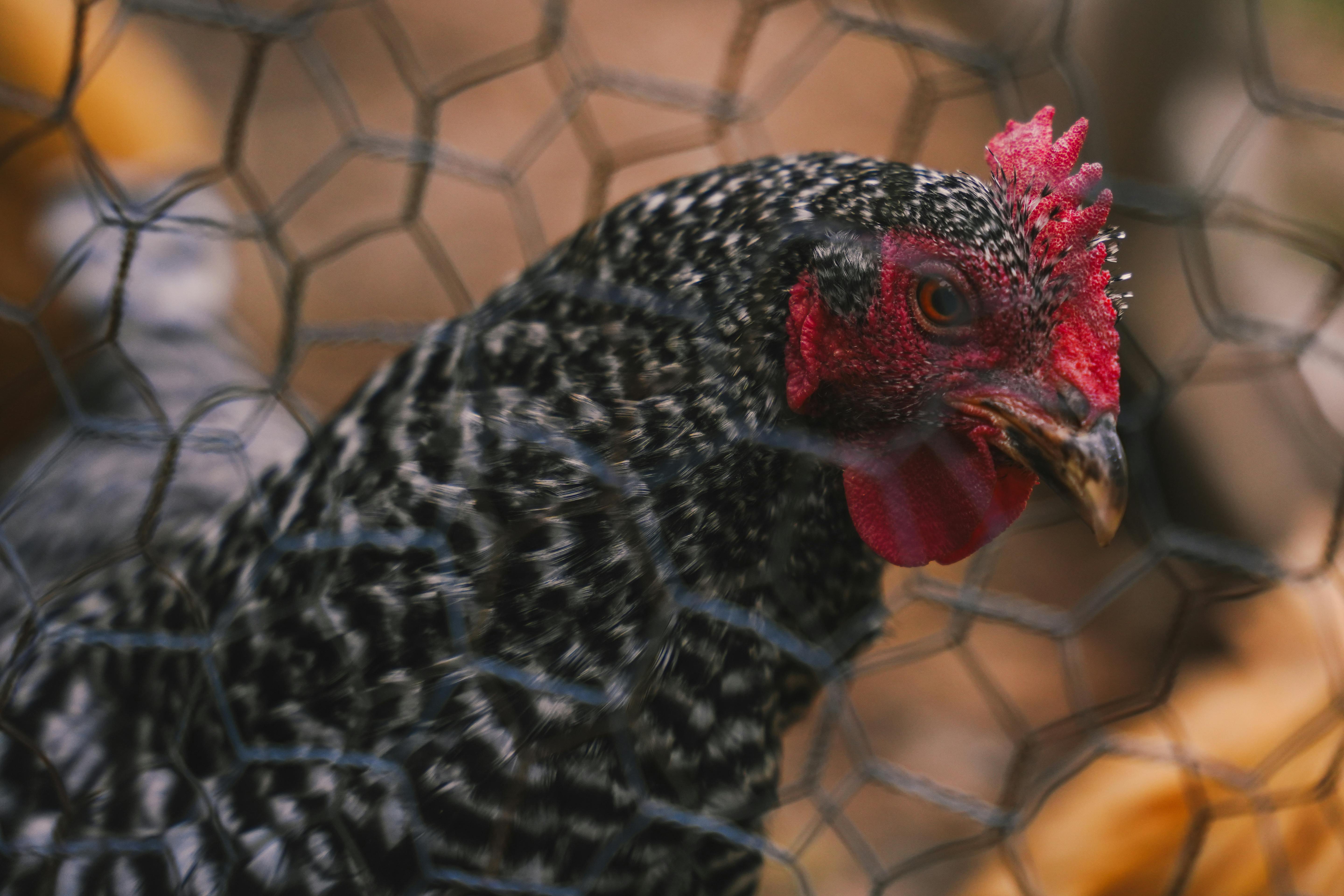 Close-up of a Hen Head Through a Mesh Fence · Free Stock Photo
