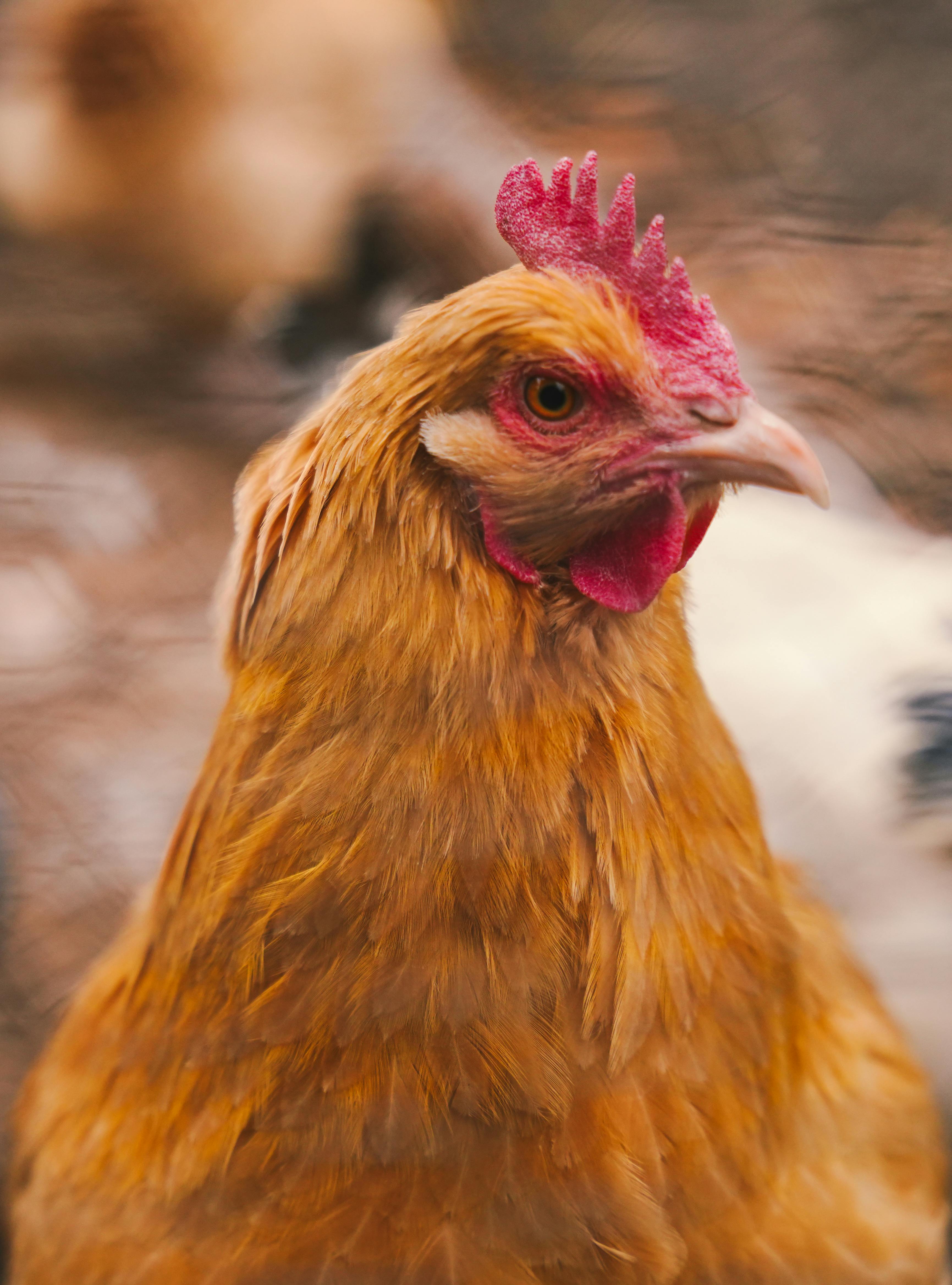 A close up of a chicken with red feathers · Free Stock Photo