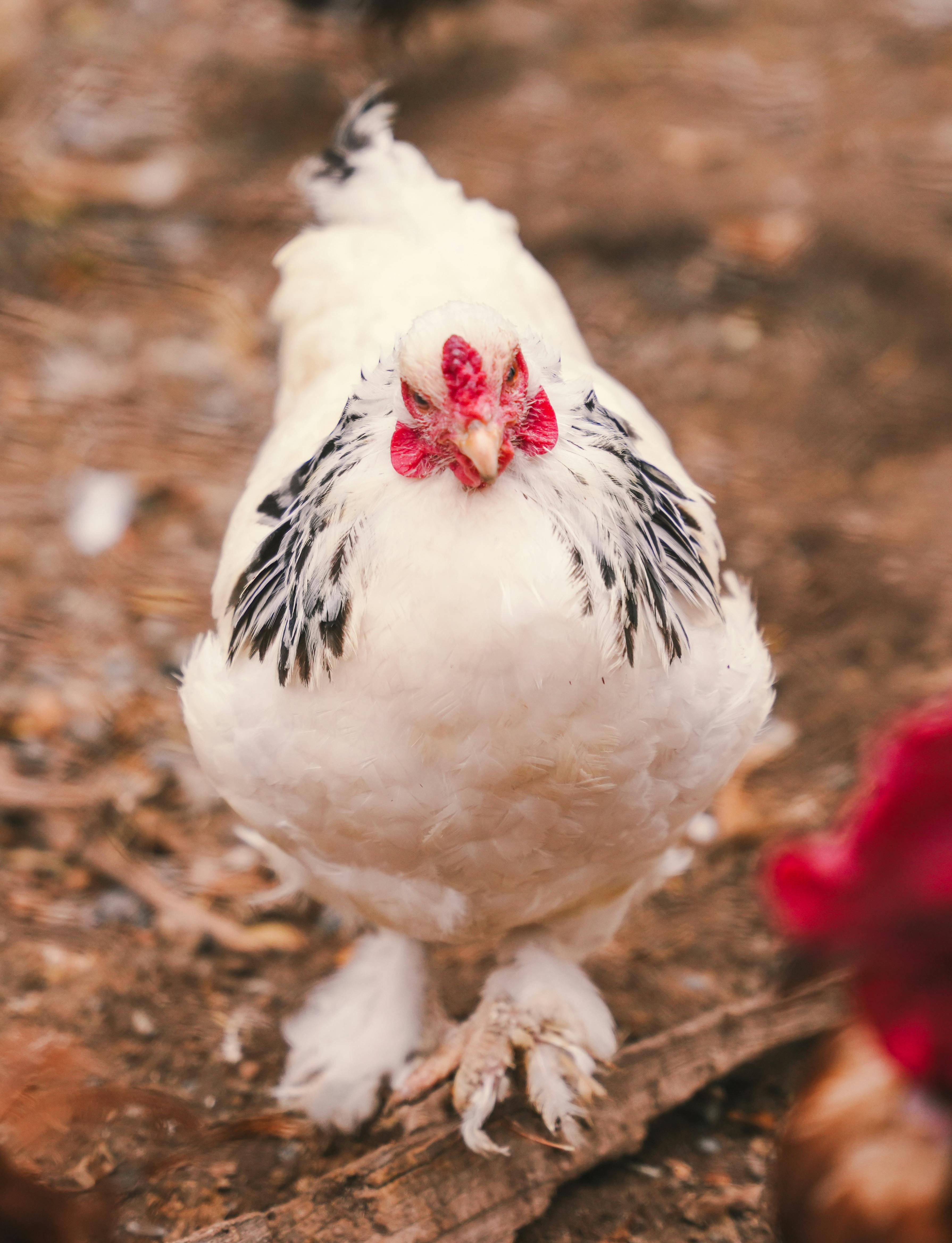 White Hen Bird · Free Stock Photo