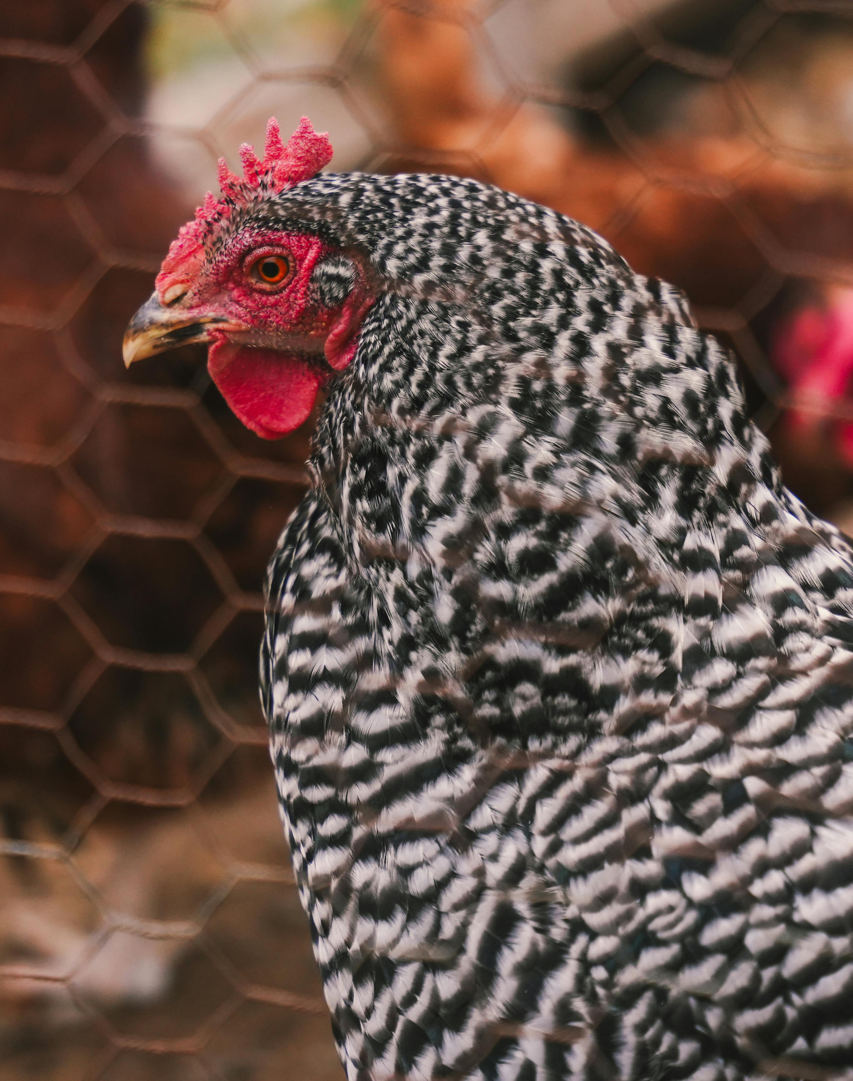Portrait of Hen · Free Stock Photo