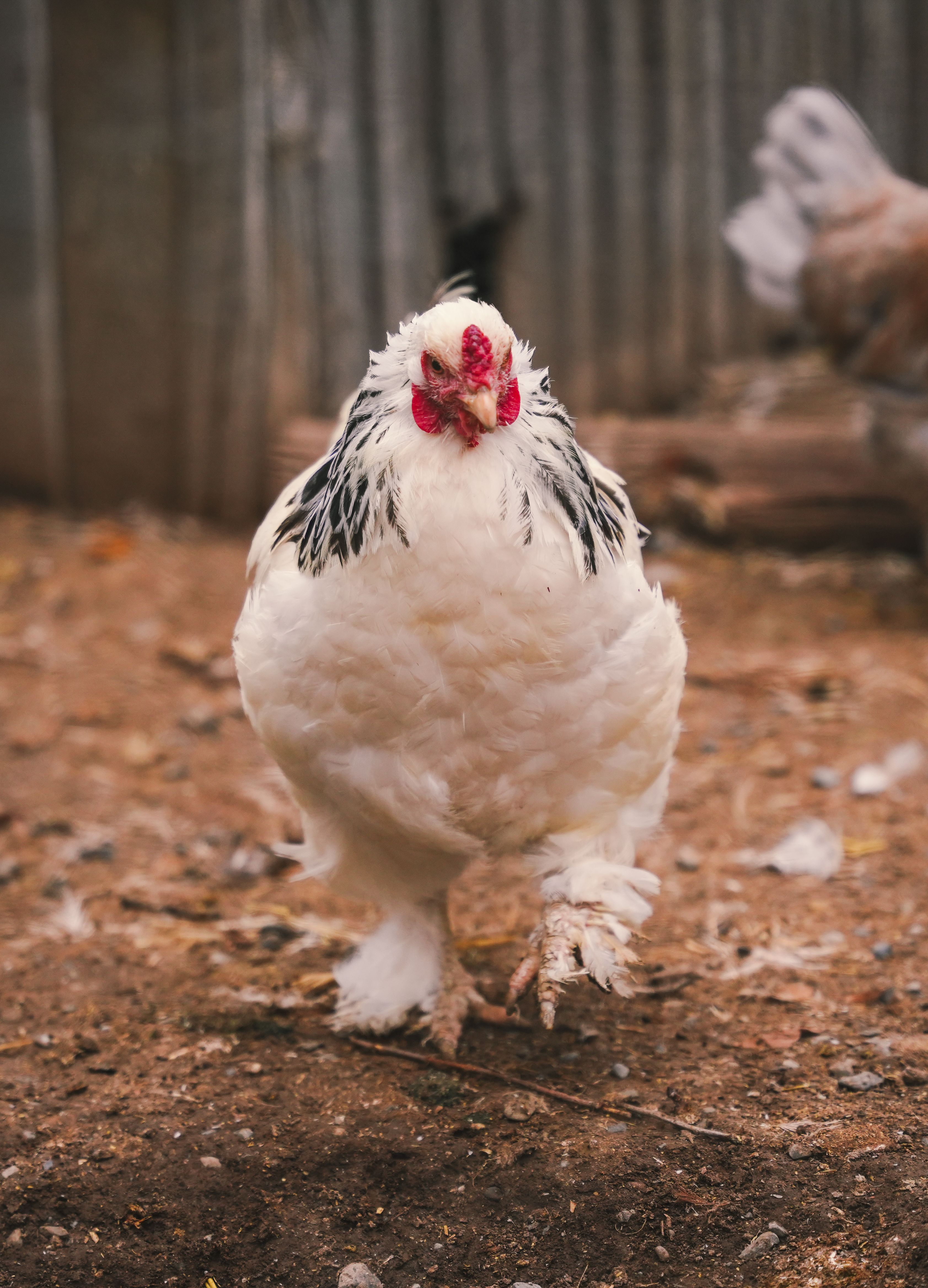 Foto de stock gratuita sobre al aire libre, animal, animal de granja ...