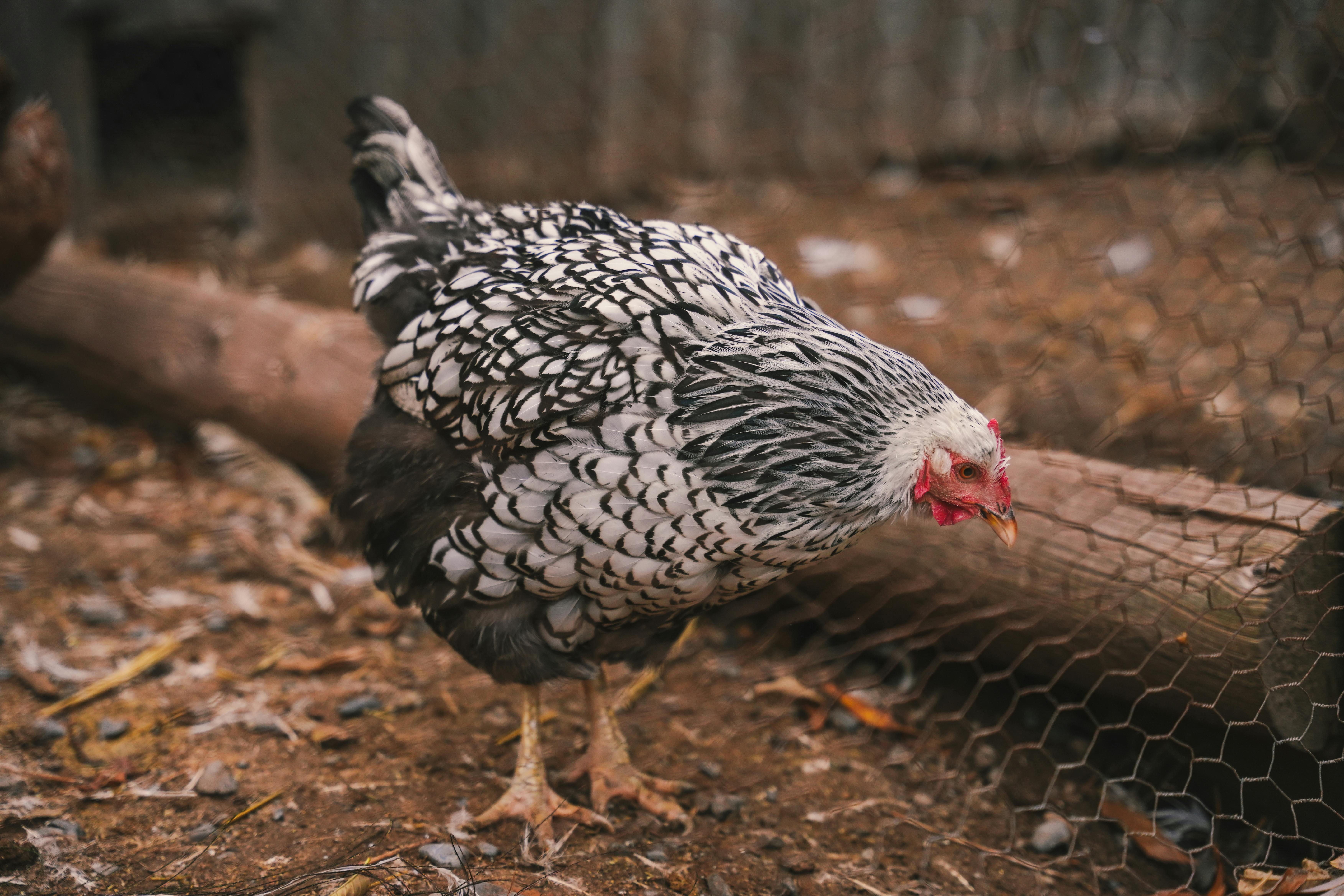 Hen Raising Photos, Download The BEST Free Hen Raising Stock Photos ...
