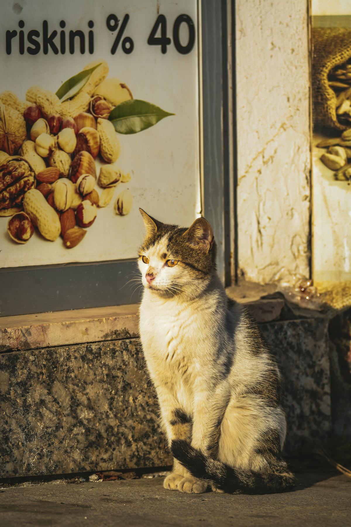 Cat Front View Photos, Download The BEST Free Cat Front View Stock ...